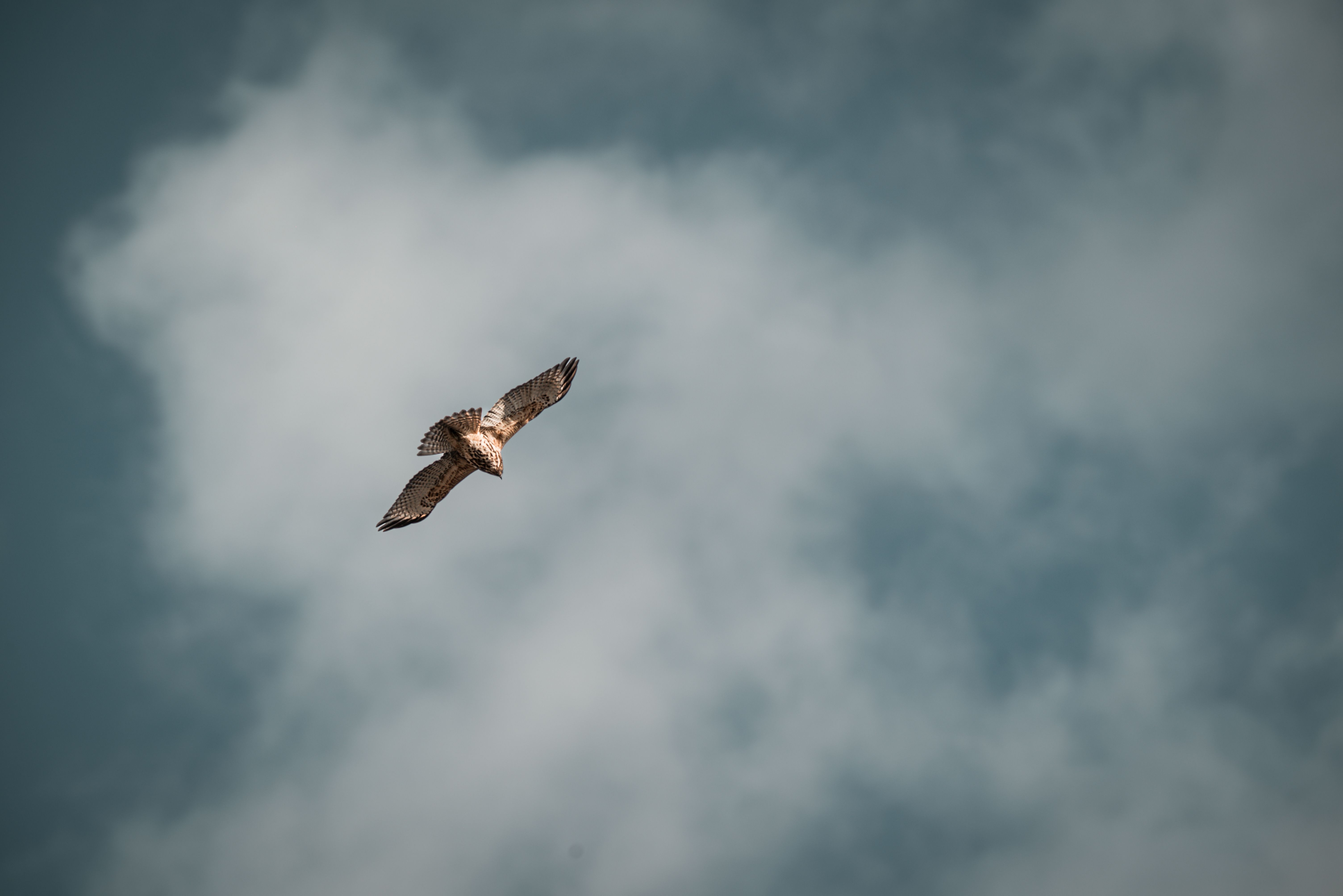 Brown Bird Flying Under White Clouds · Free Stock Photo