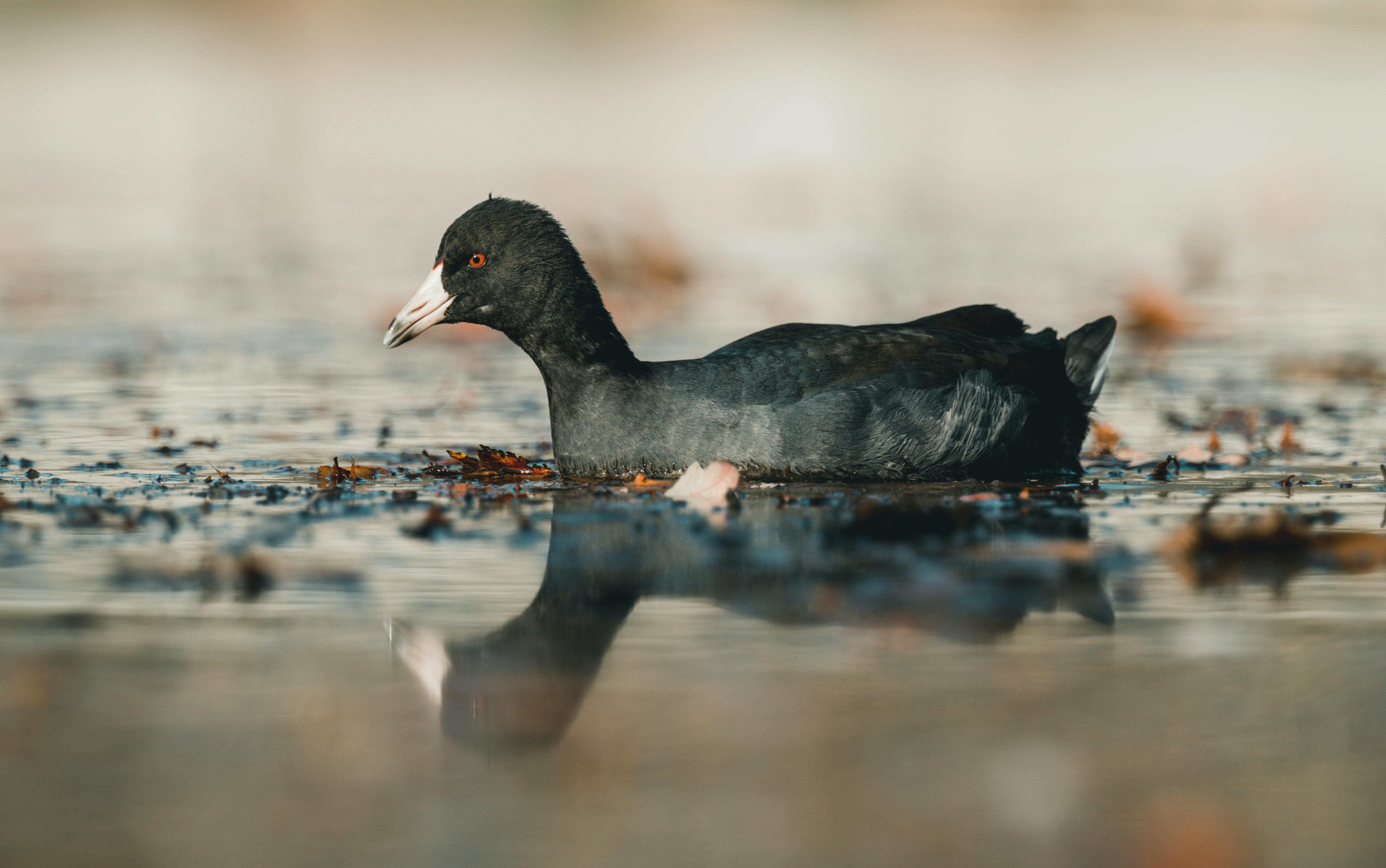 A Bird on the Water · Free Stock Photo