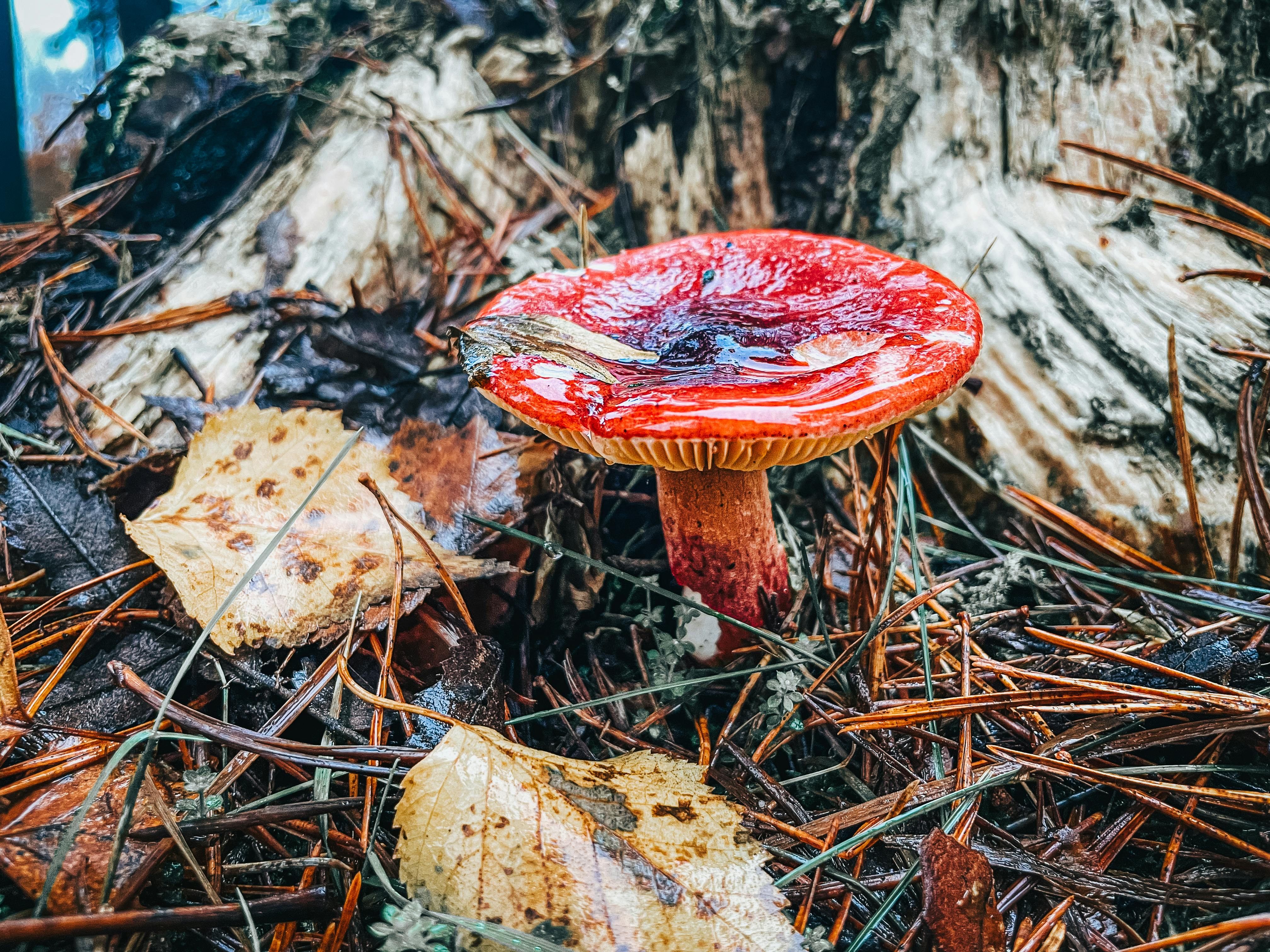 Foto de stock gratuita sobre amanita muscaria, basidiomiceto, hongo ...