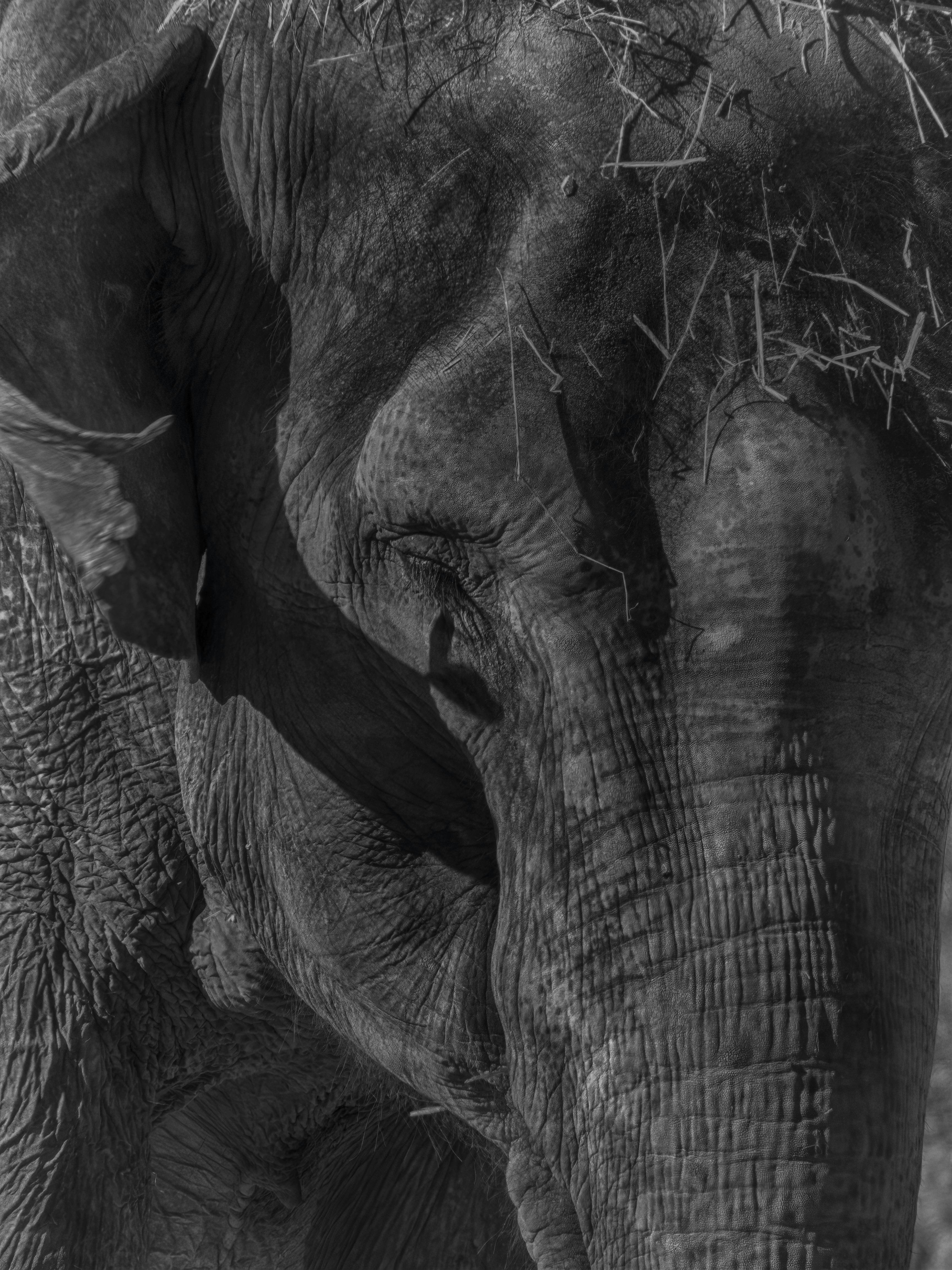 Grayscale Photo of a Elephant · Free Stock Photo