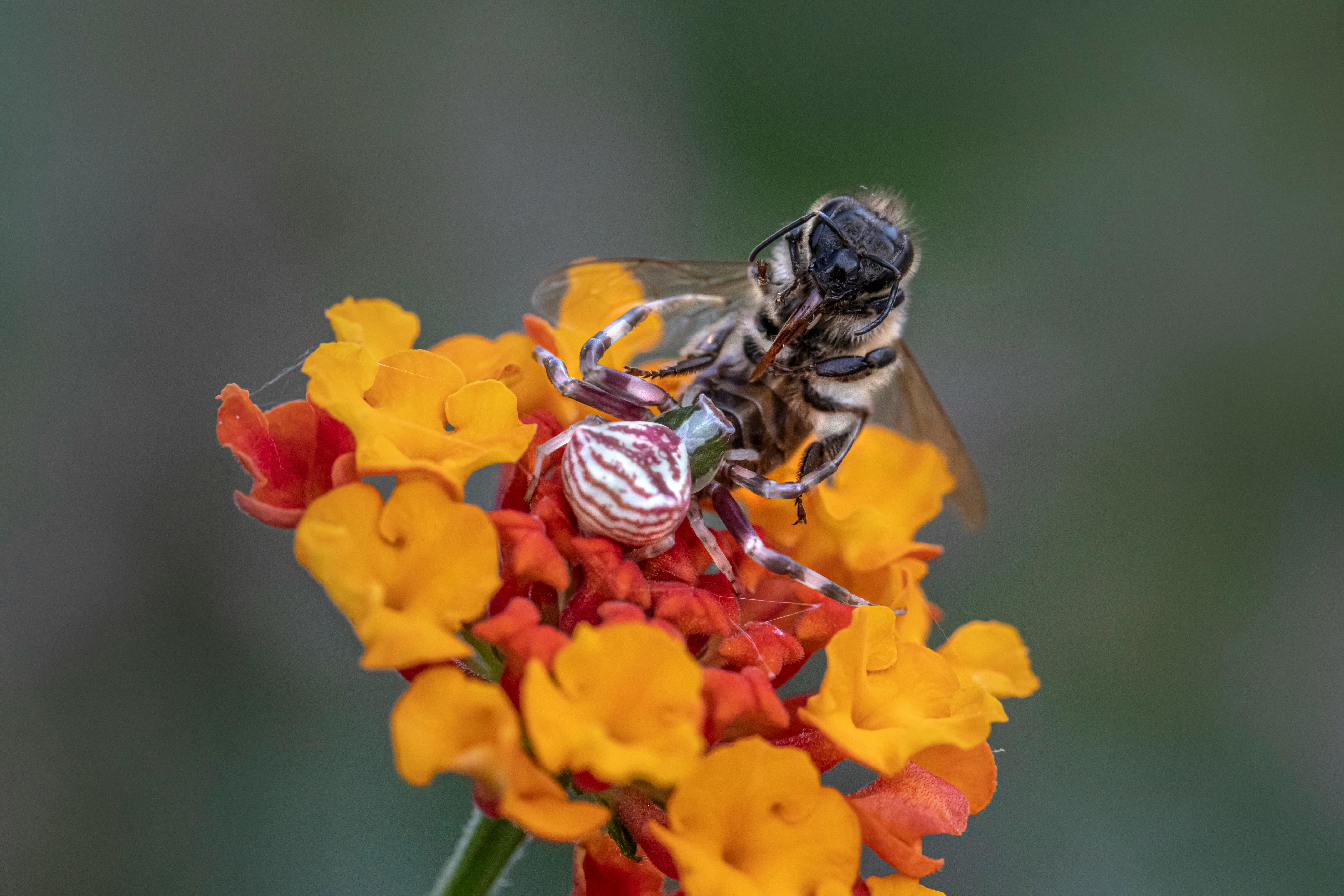 Spider Fighting Photos, Download The BEST Free Spider Fighting Stock ...