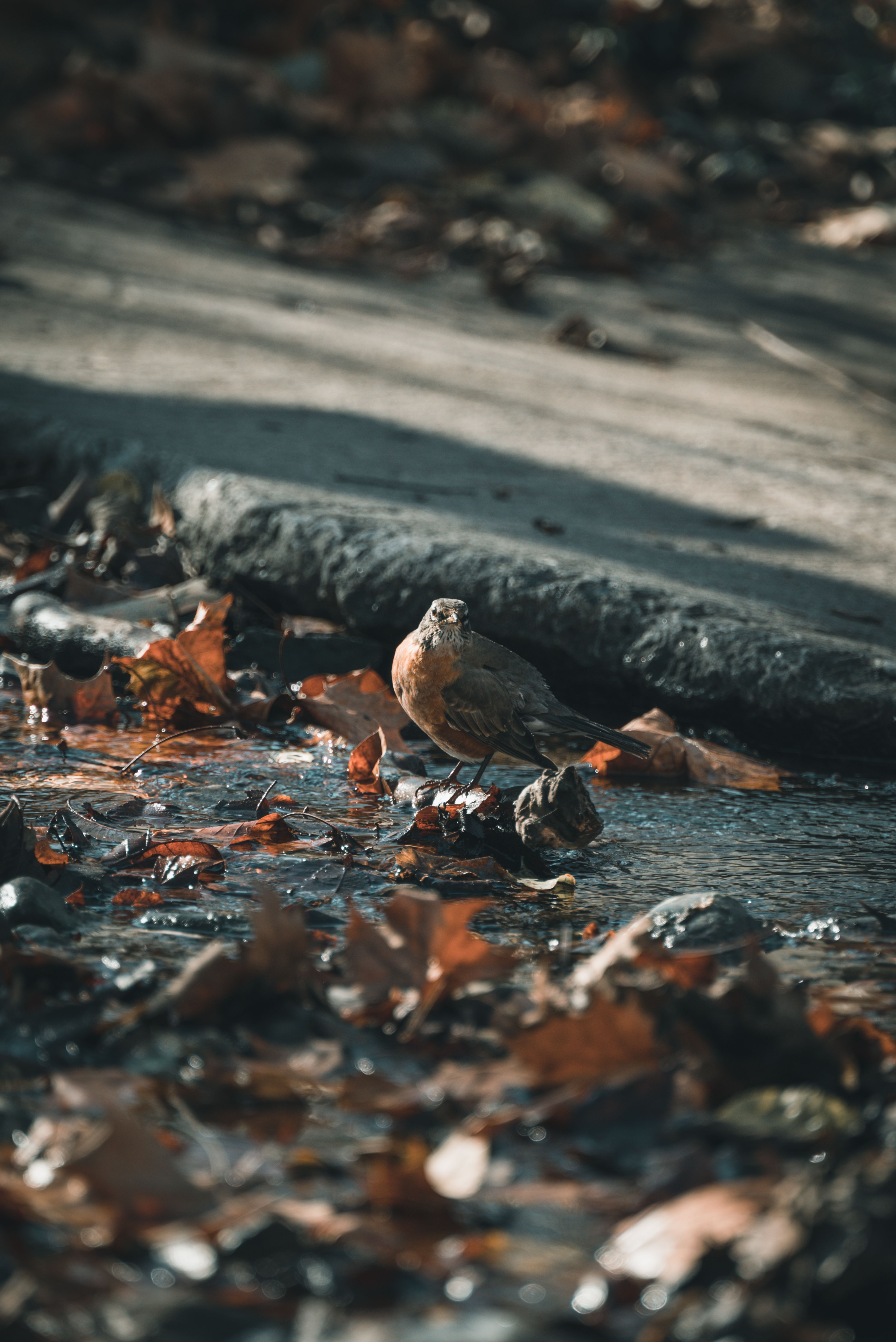 Bird With Fall Leaves Photos, Download The BEST Free Bird With Fall ...