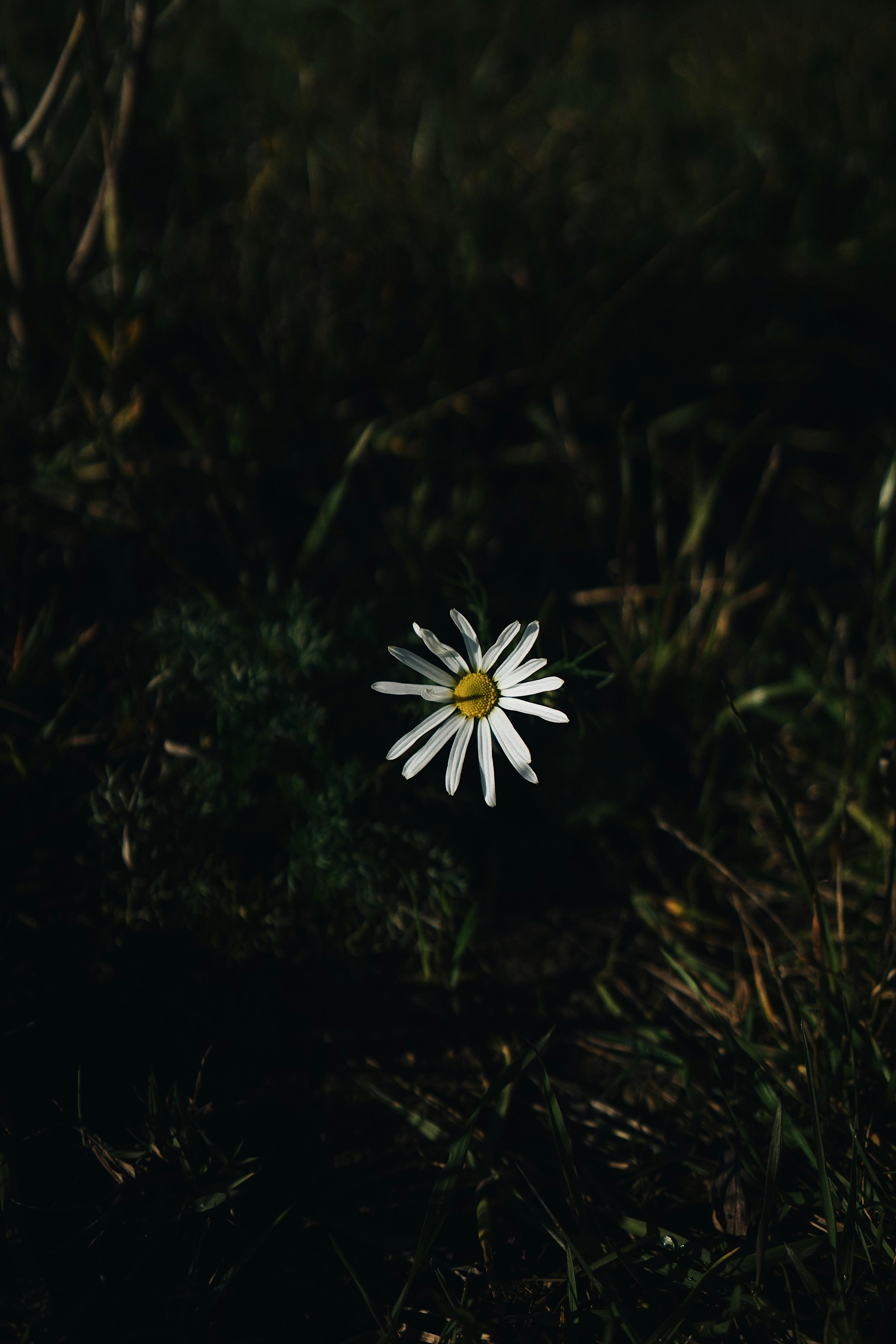 Cloe-up of Daisies and Clover · Free Stock Photo