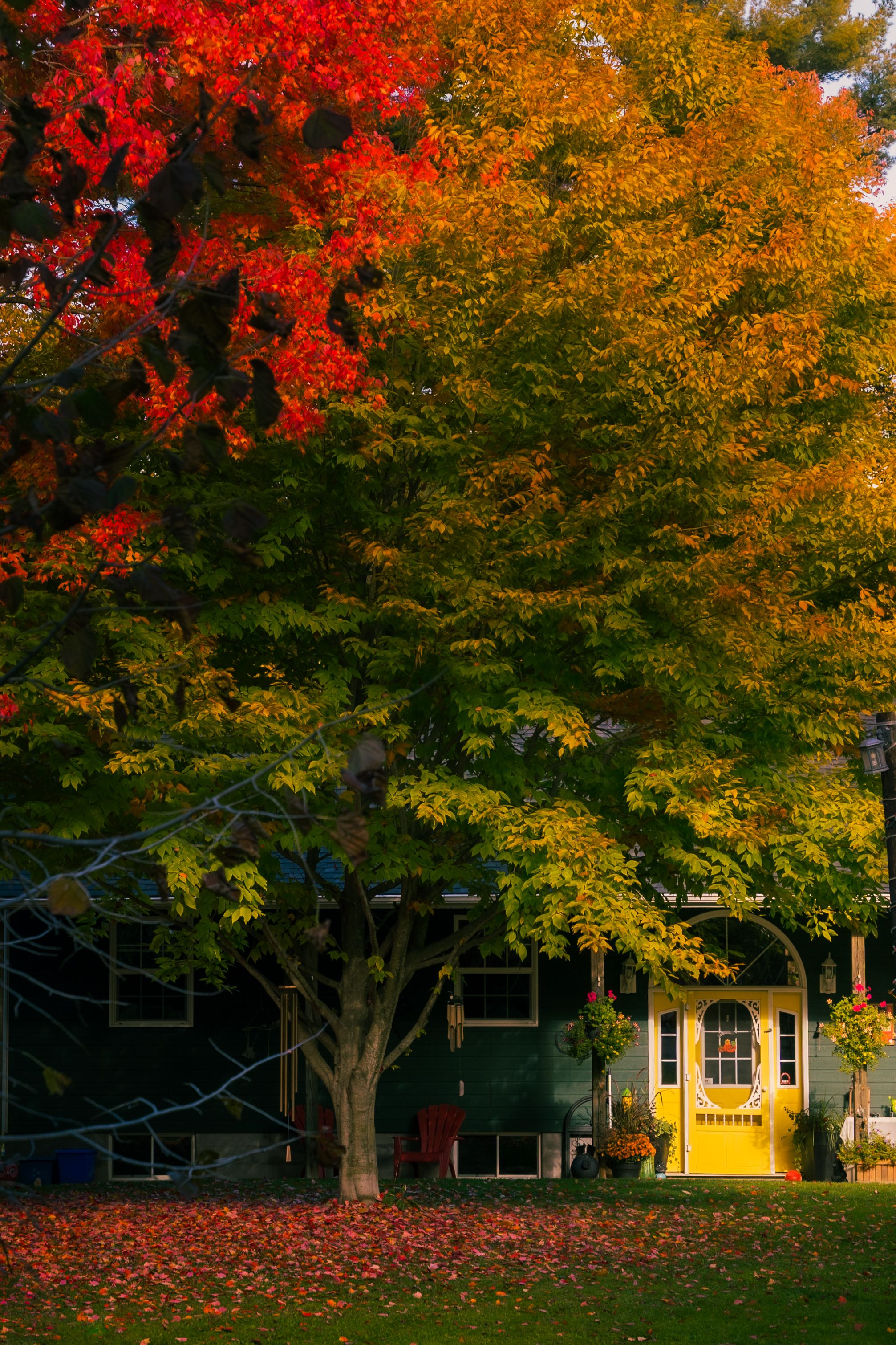 Tree Beside a House · Free Stock Photo