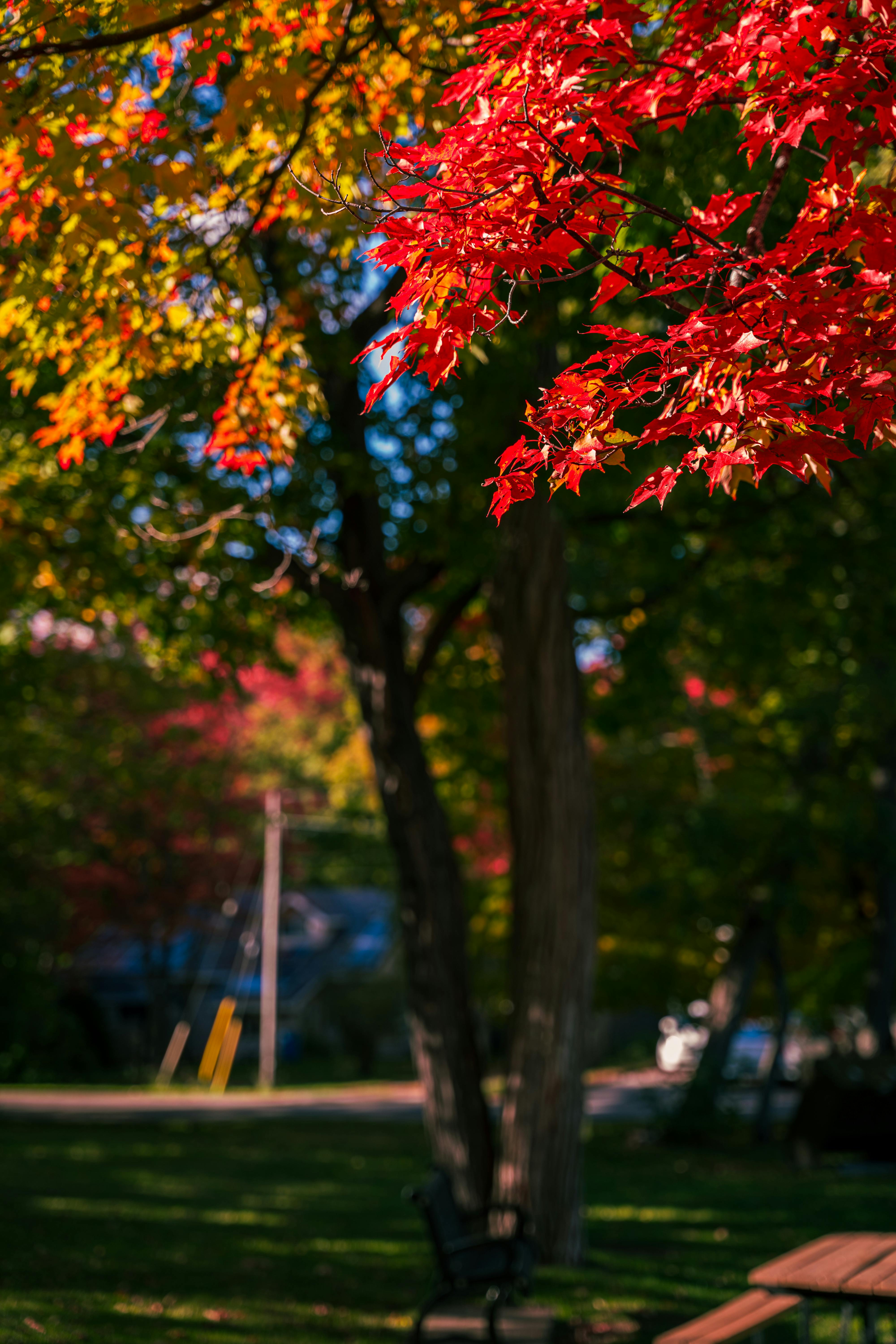 Red and Green Maple Tree · Free Stock Photo