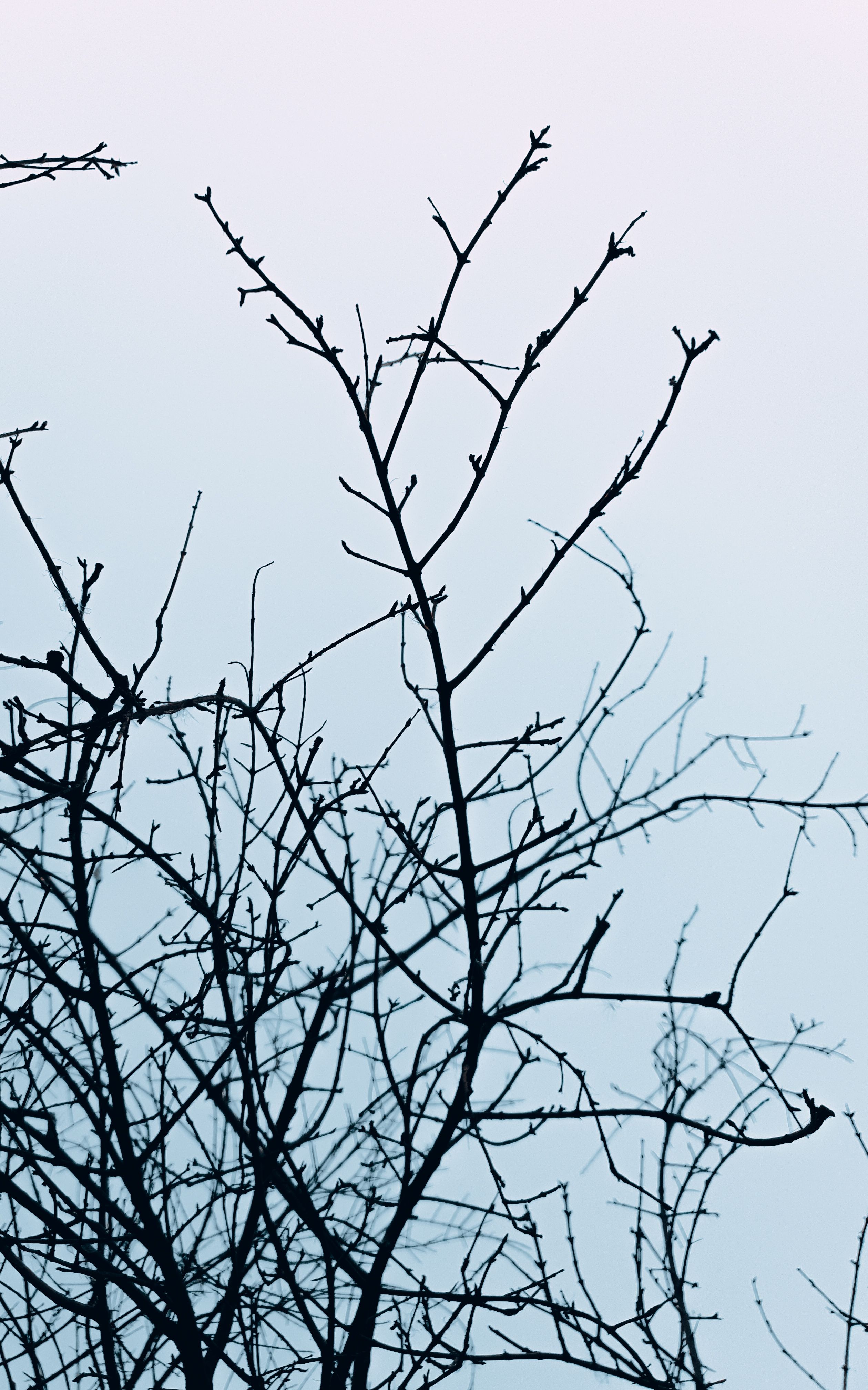 Photography of Tree Branches · Free Stock Photo