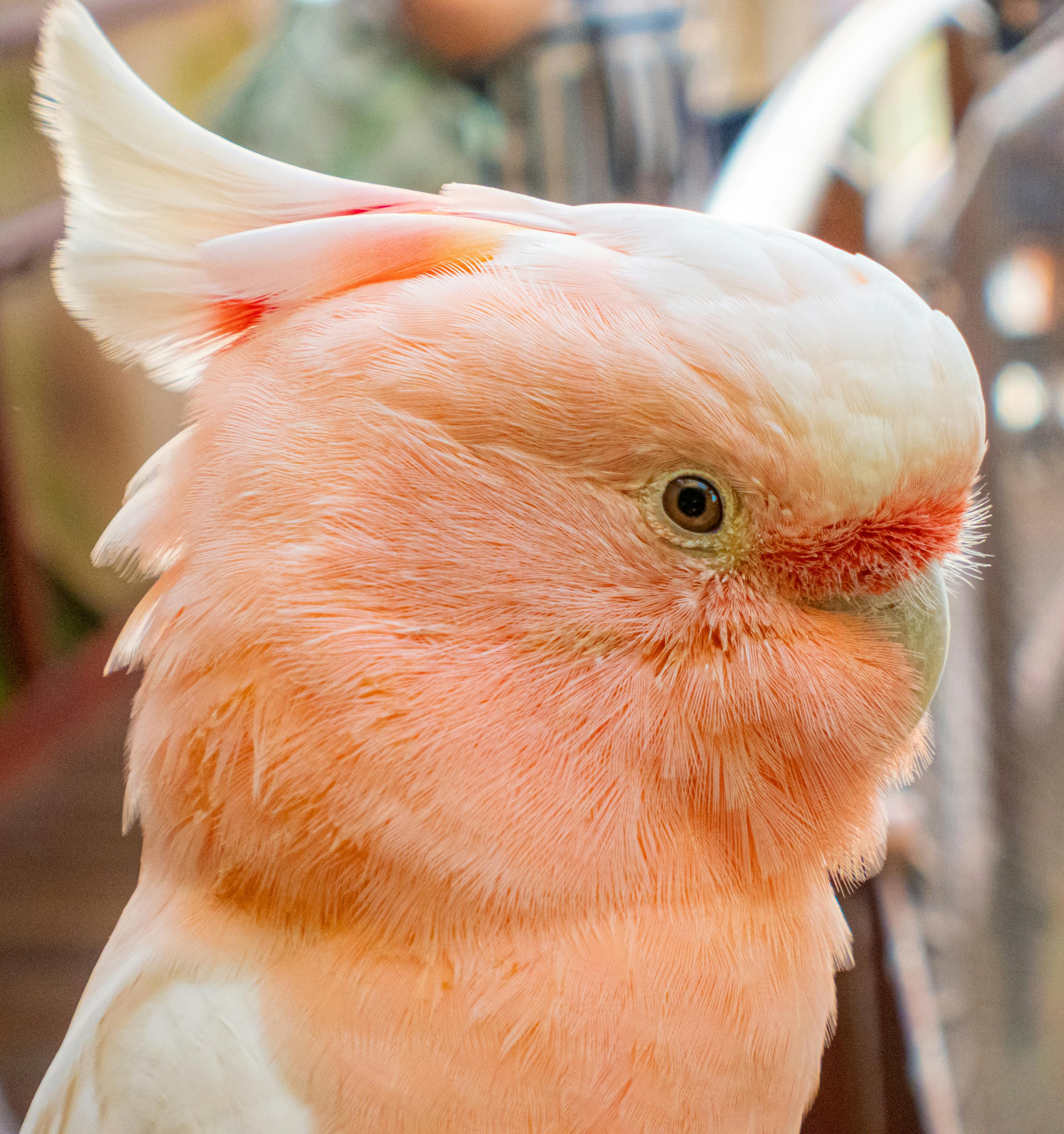 Close-up of a Pink Cockatoo · Free Stock Photo