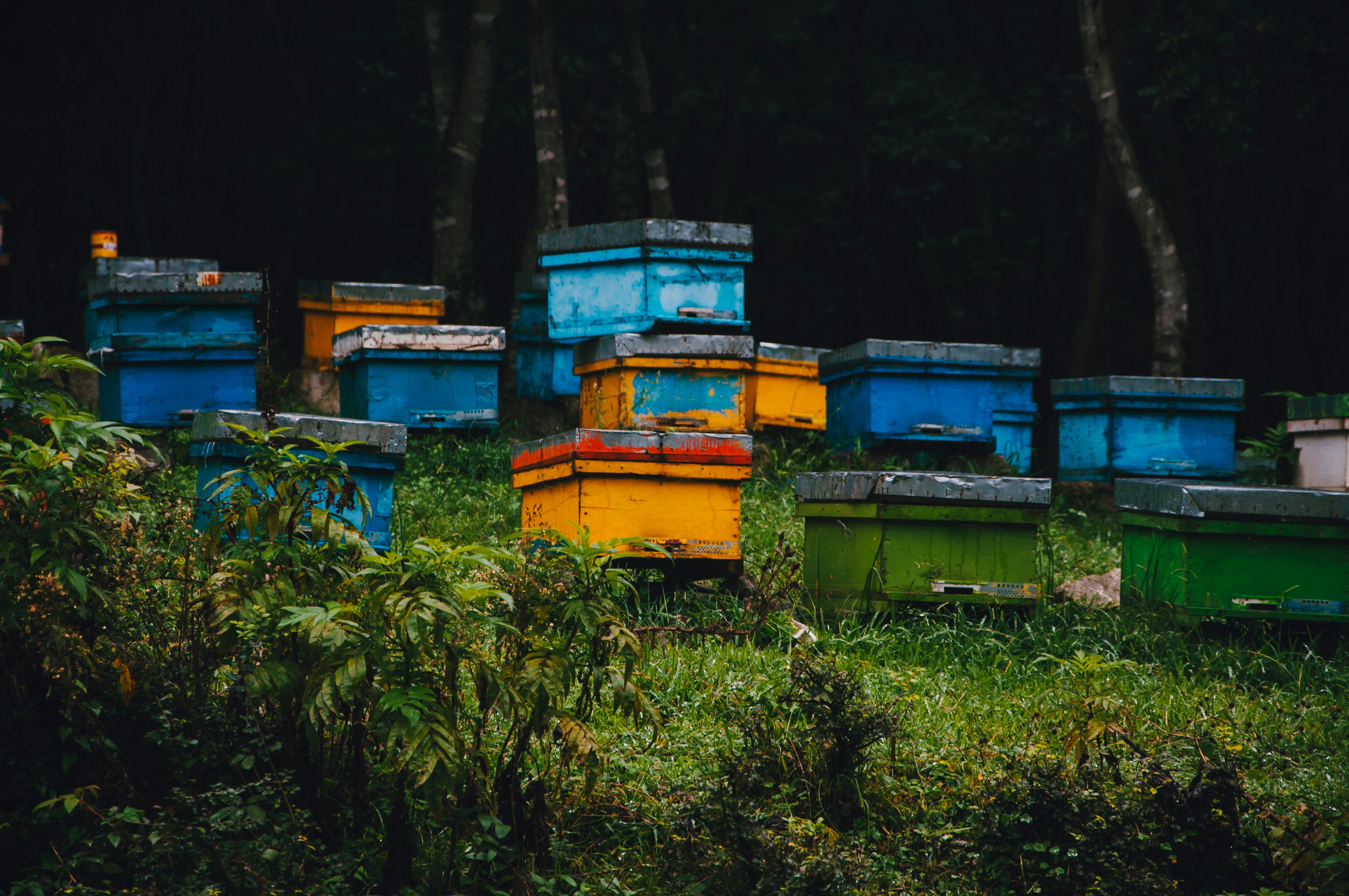 Colorful Bee Hives · Free Stock Photo
