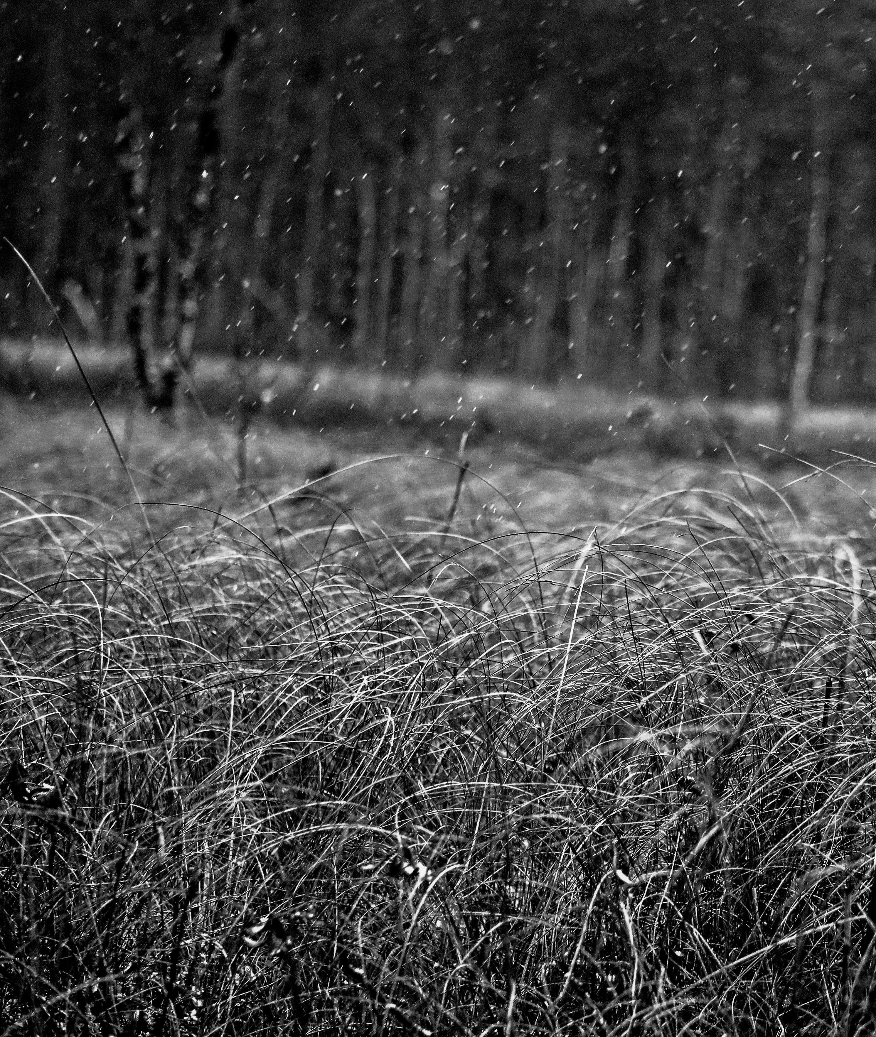 Grayscale Photo of Grass · Free Stock Photo