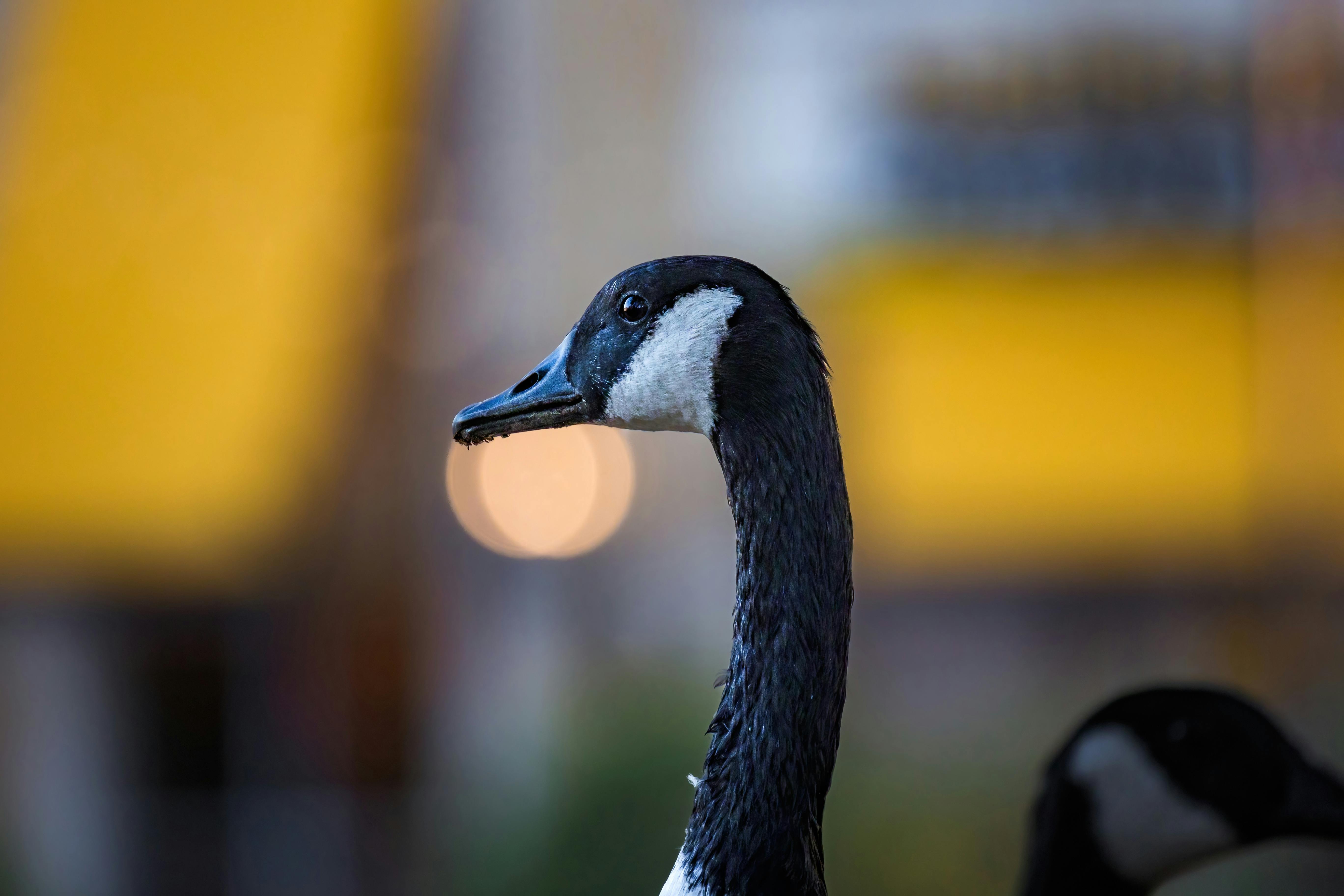 Close-Up Shot of a Canada Goose · Free Stock Photo