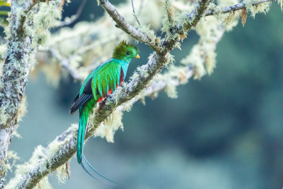 Discovering the Resplendent Quetzal Bird's Secrets
