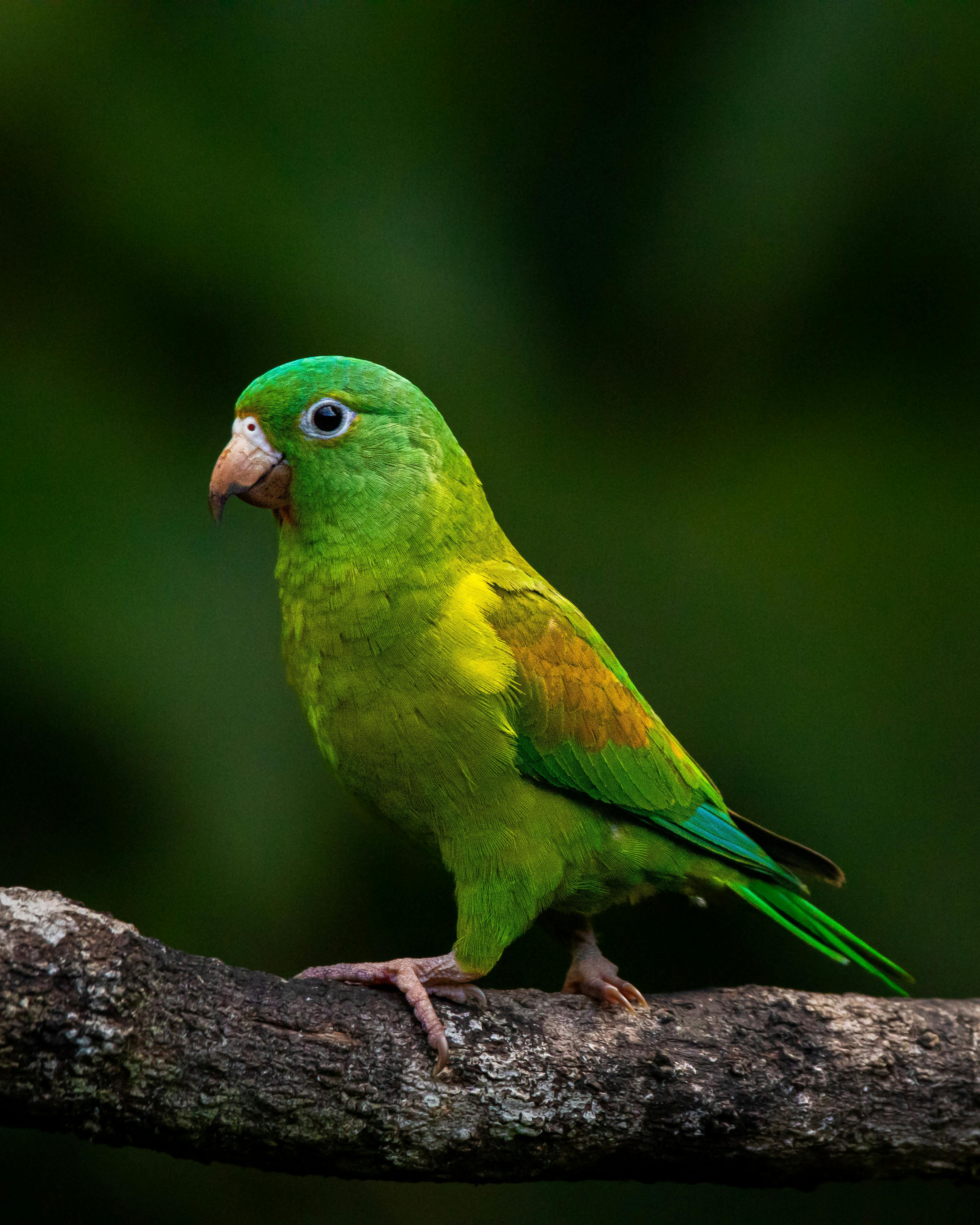 Foto de stock gratuita sobre aviar, de cerca, enfoque selectivo, fauna ...