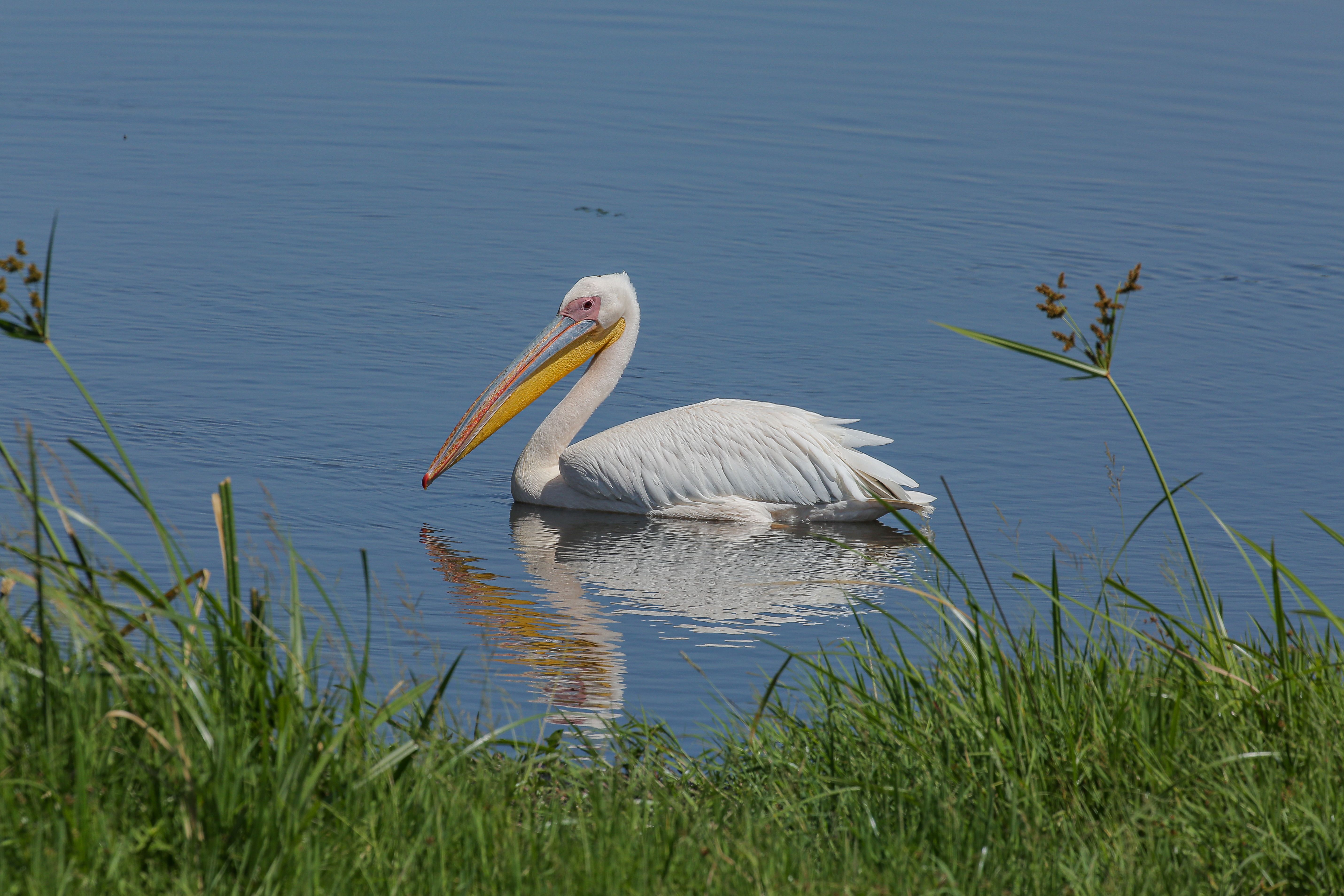 A Great White Pelican on Body of Water · Free Stock Photo
