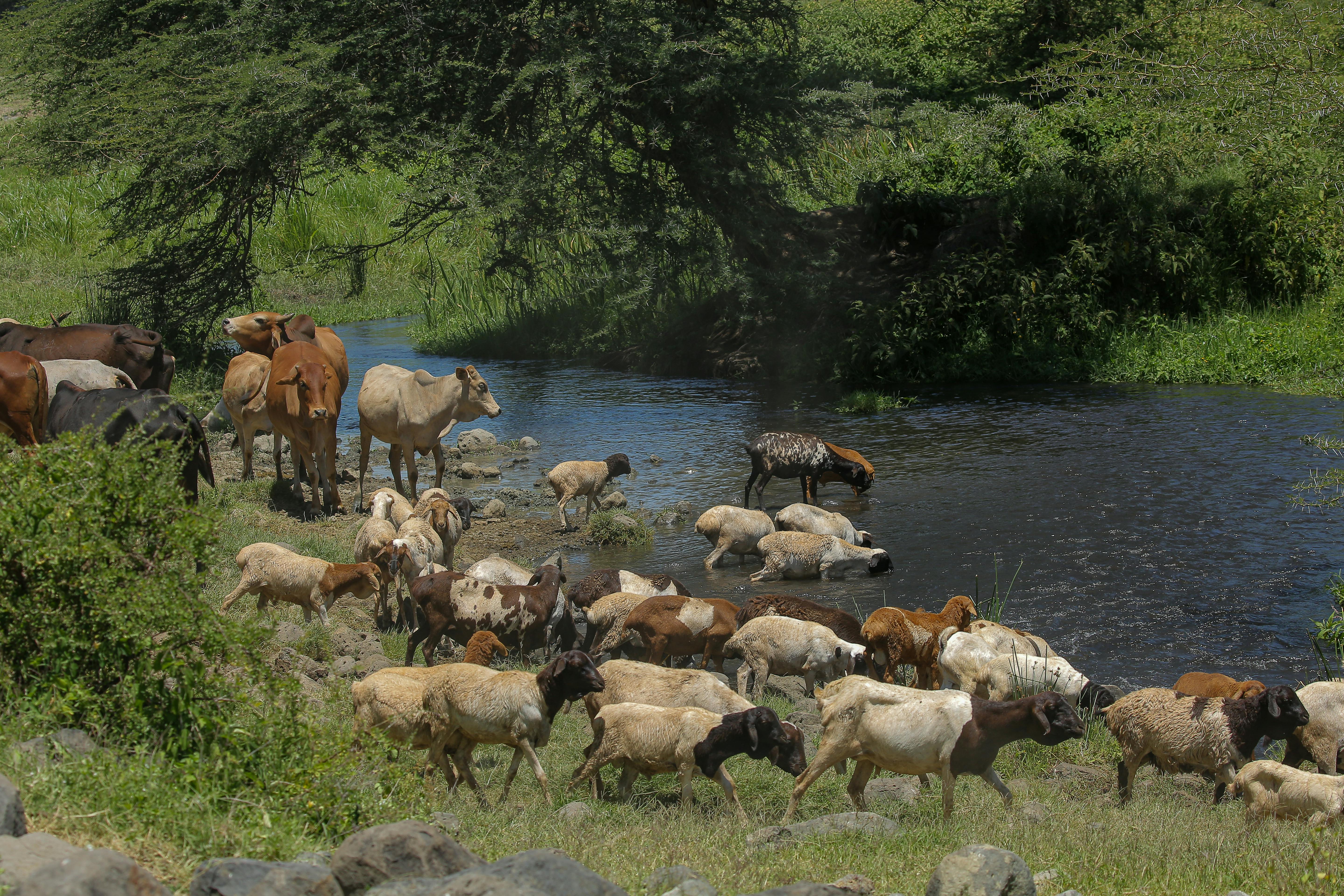 Livestock Grazing on the Riverside · Free Stock Photo