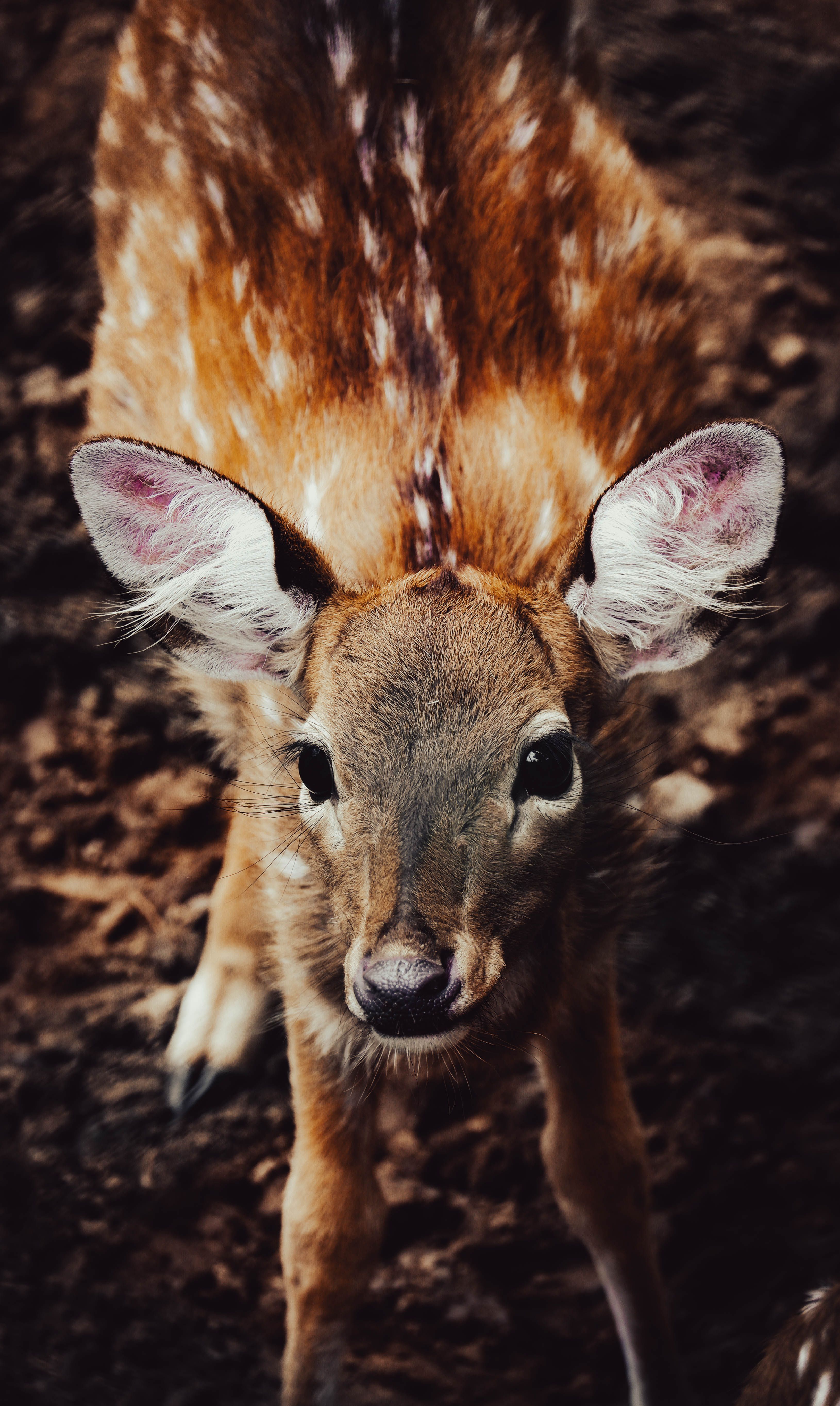 Deer Anime Photos, Download Free Deer Anime Stock Photos & HD Images