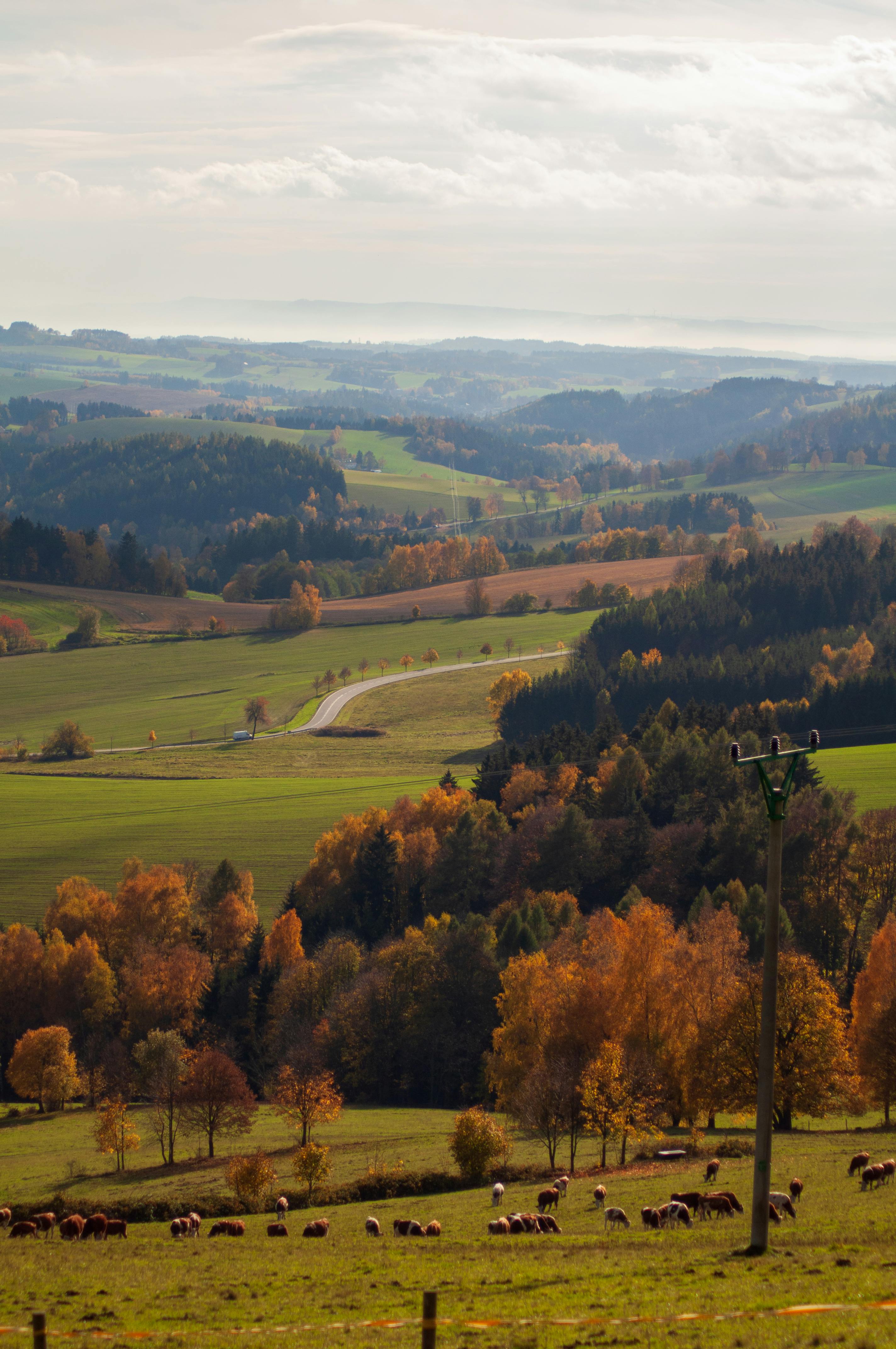 Grazing Cattle in Autumn Rolling Landscape · Free Stock Photo