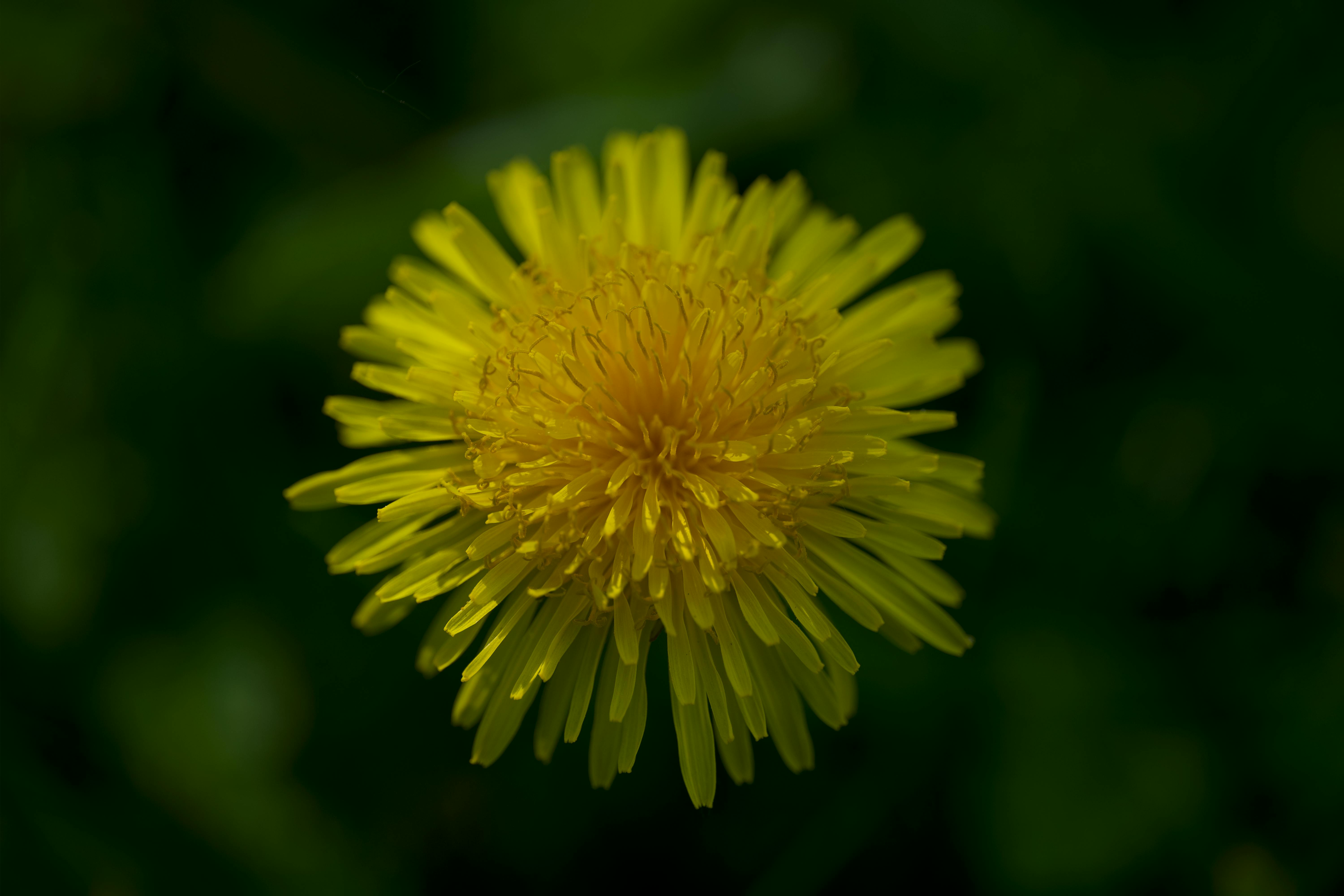 Flower Mobile Wallpaper Photos, Download The BEST Free Flower Mobile ...