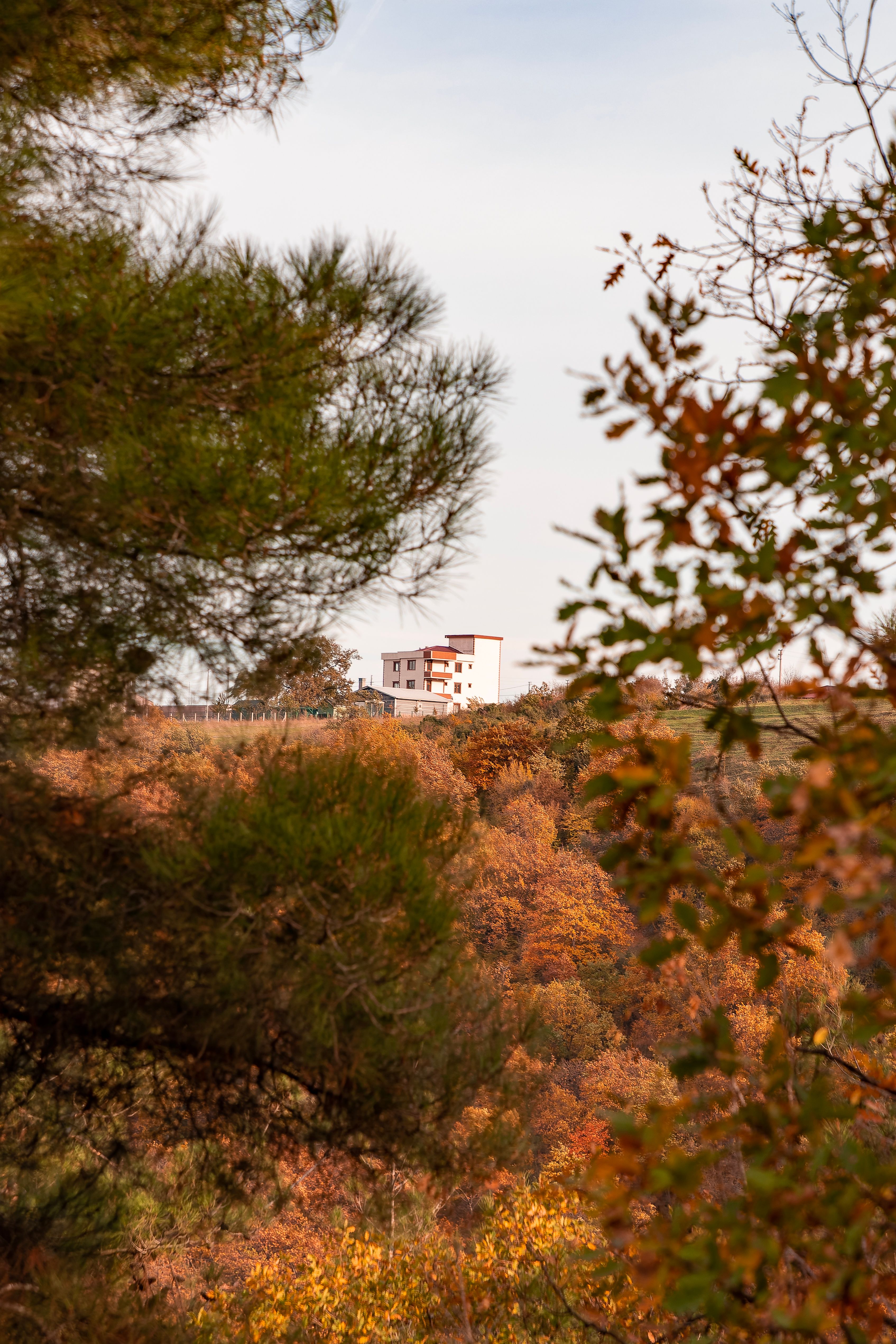 Apartment Building Behind the Trees · Free Stock Photo