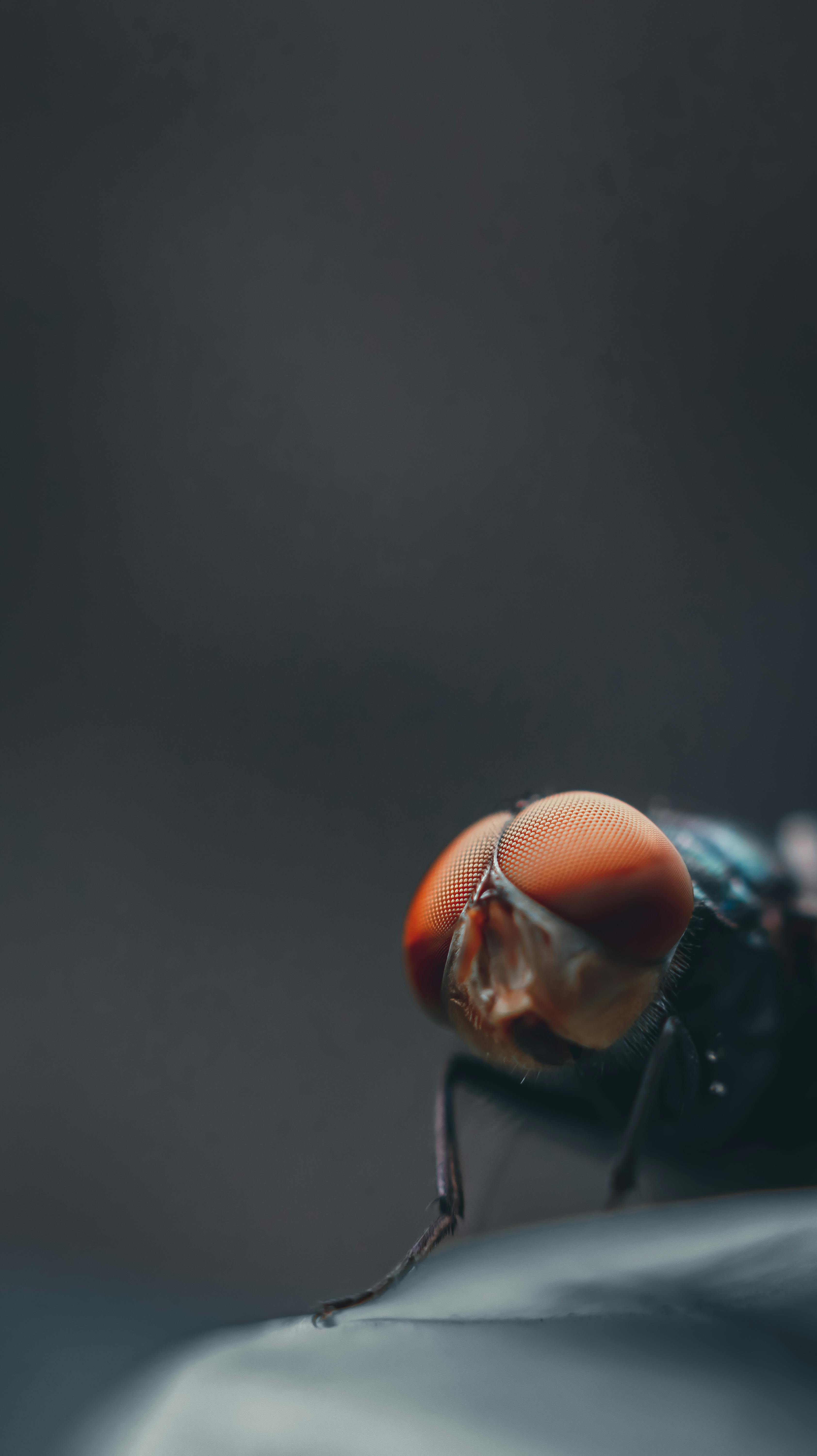 Zwart En Bruin Kruipend Insect Op Groen Blad · Gratis stockfoto