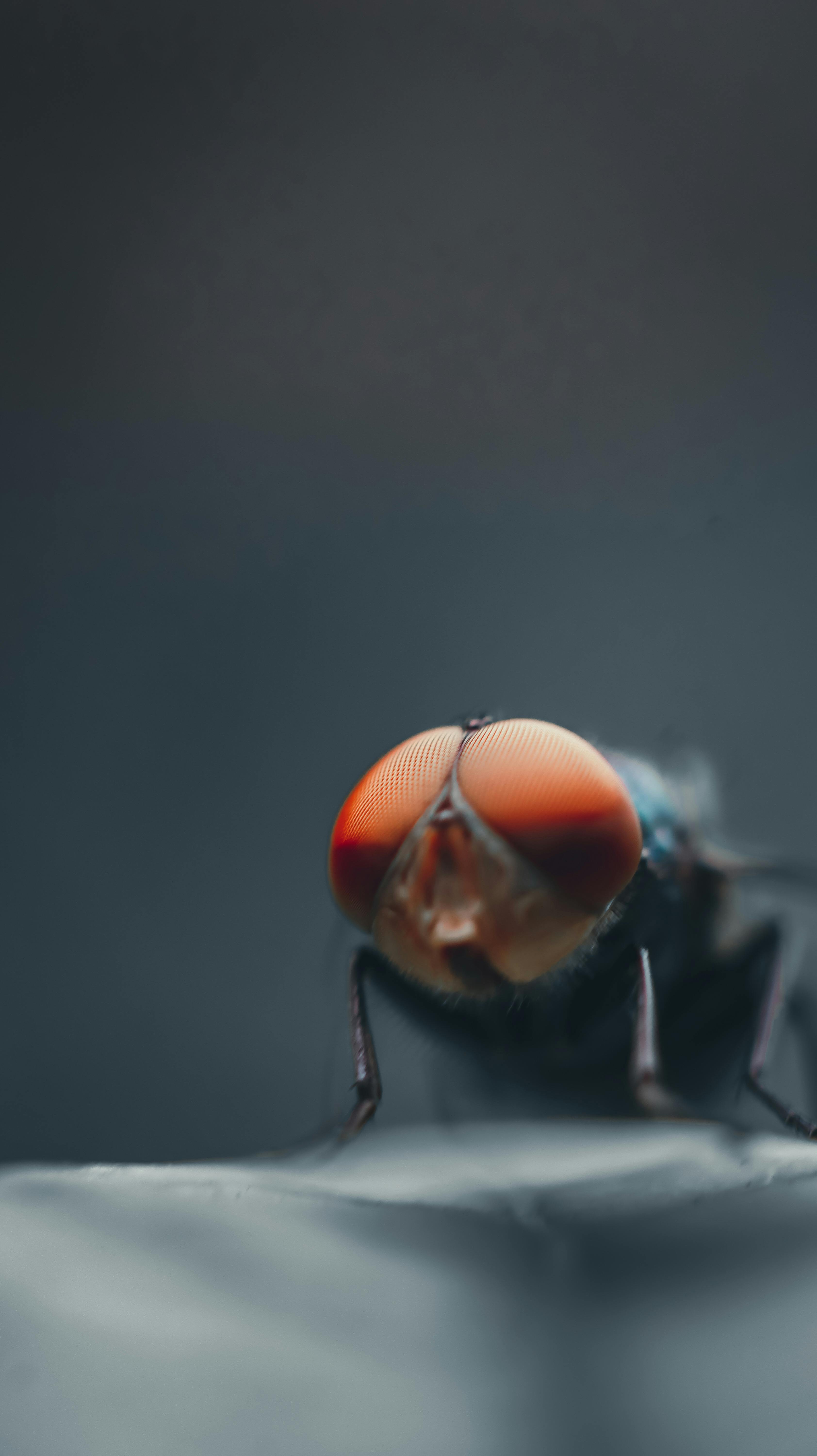 Macro Photography of a Fly · Free Stock Photo