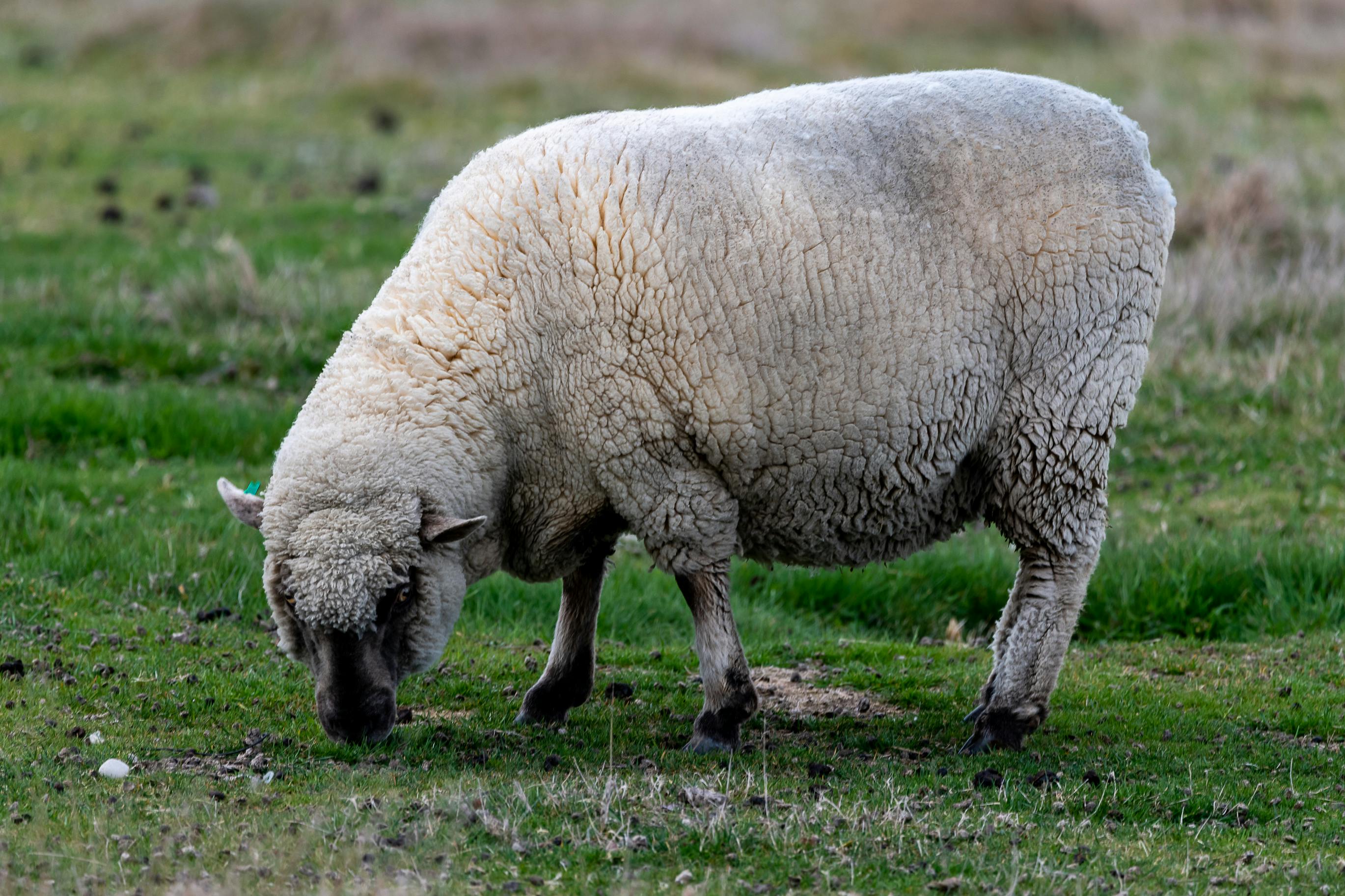 Dumba Sheep Photos, Download Free Dumba Sheep Stock Photos & HD Images