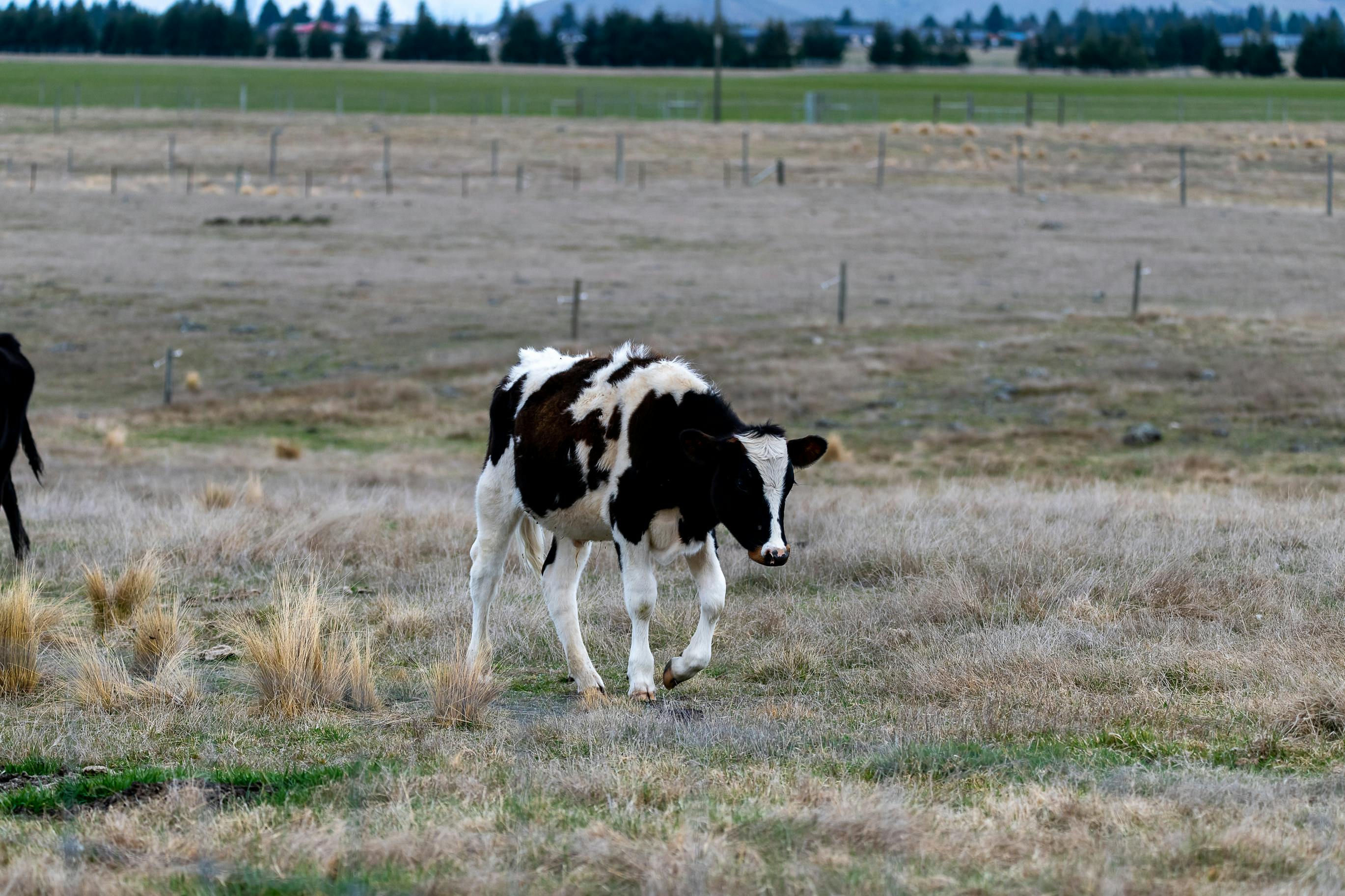 A Holstein Friesian Cattle on a Field · Free Stock Photo