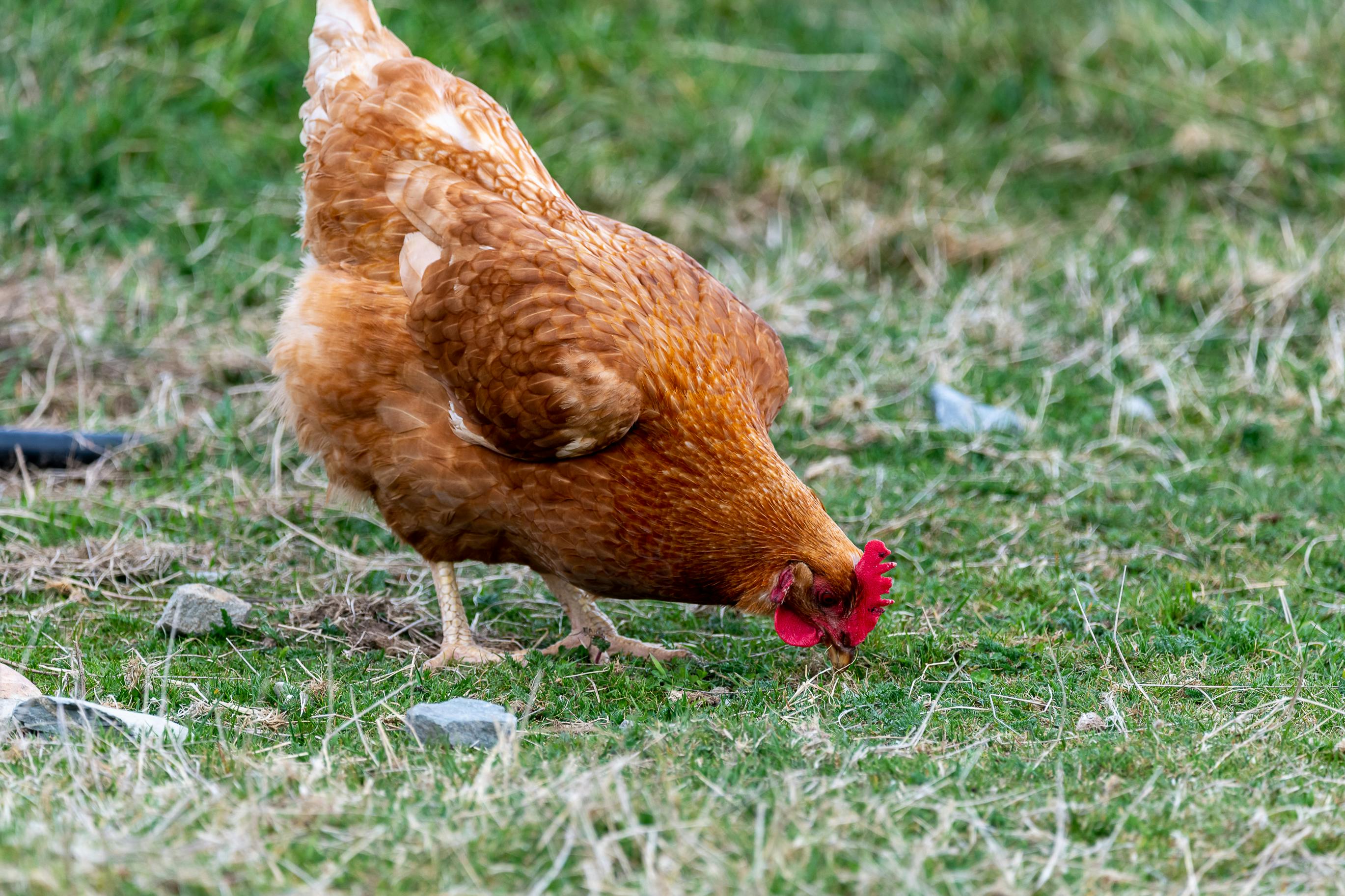 A Hen Pecking on the Grass · Free Stock Photo