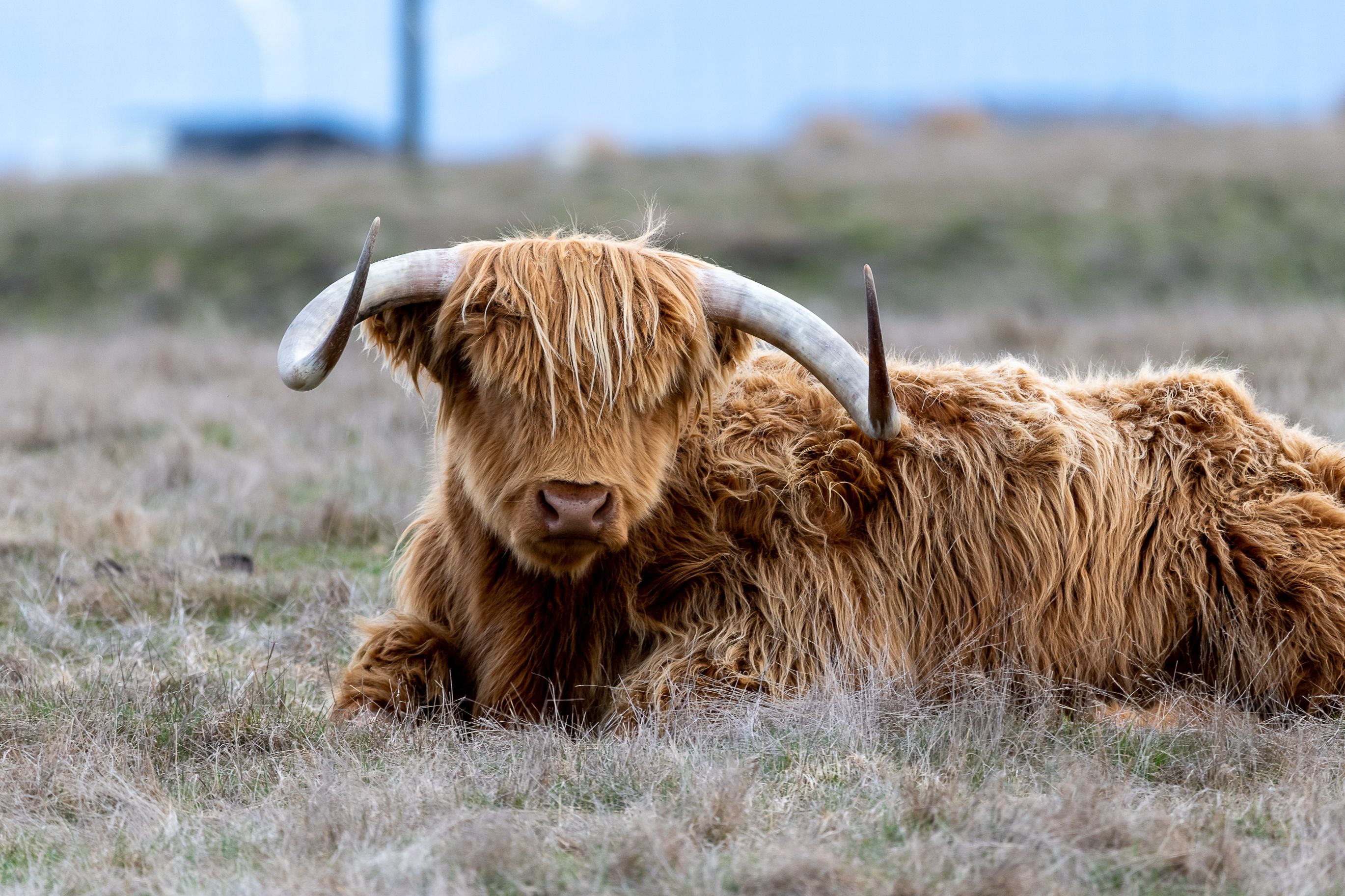 White Highland Cow · Free Stock Photo