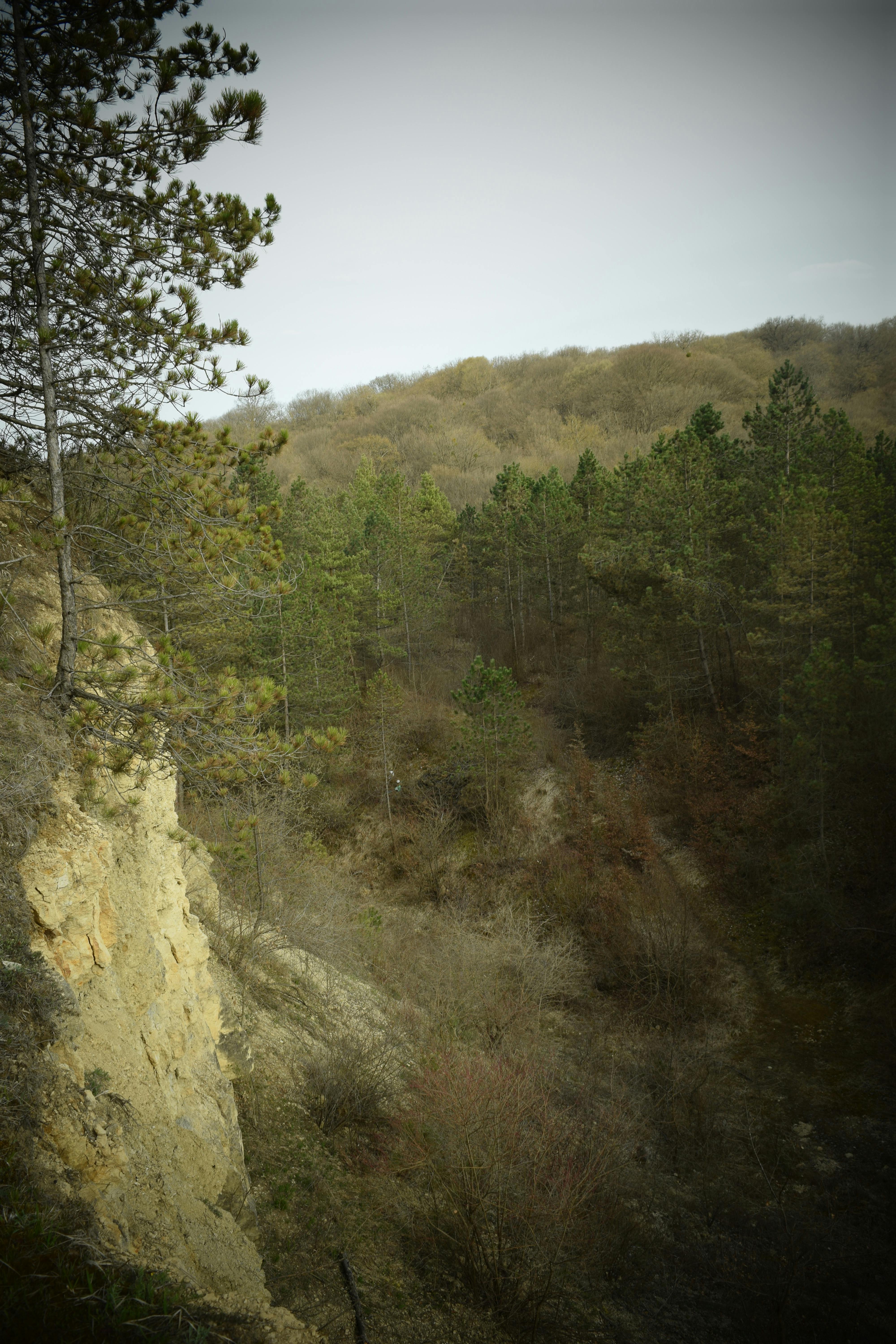 Forest and a Cliff · Free Stock Photo