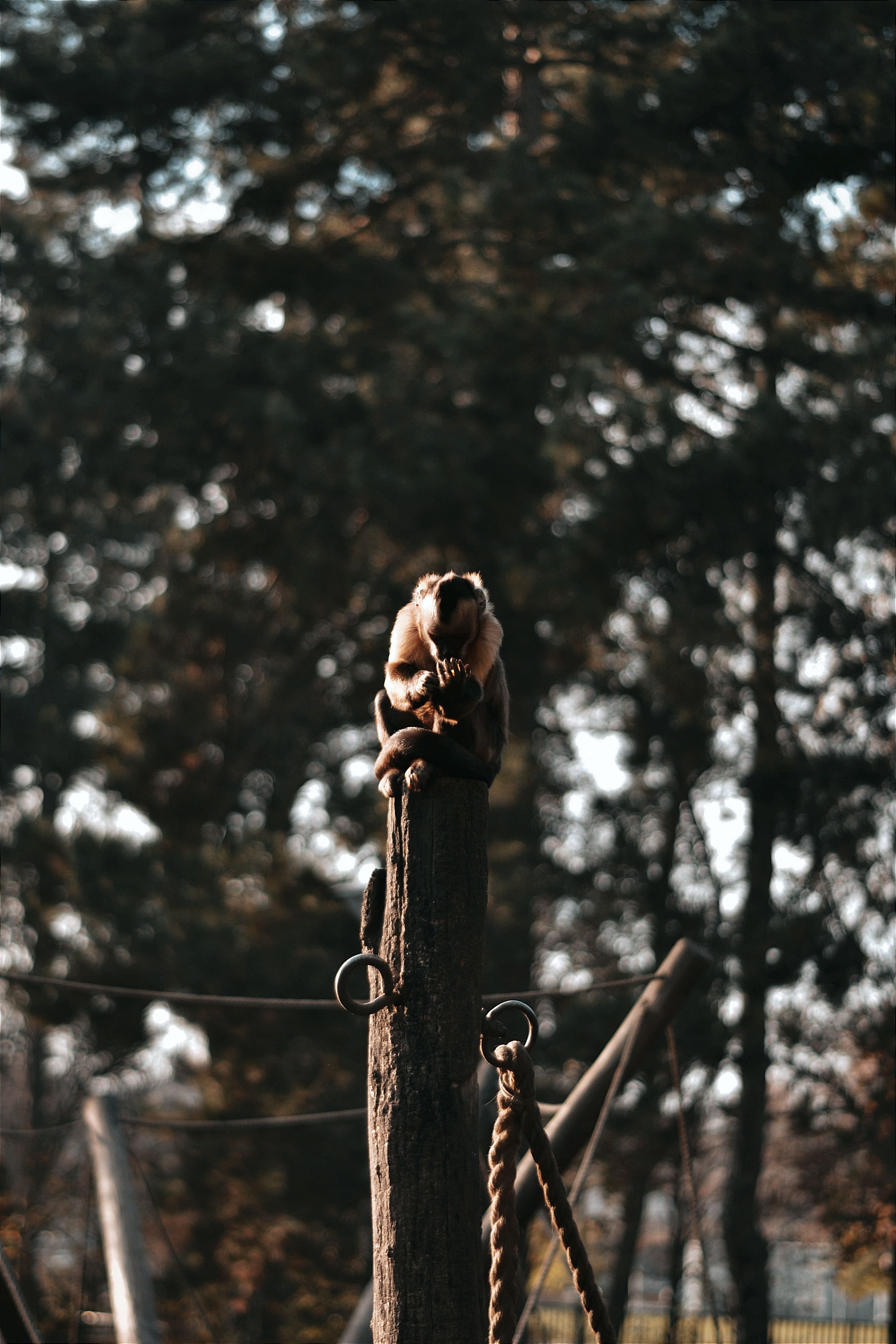 Monkey Sitting on a Pole · Free Stock Photo