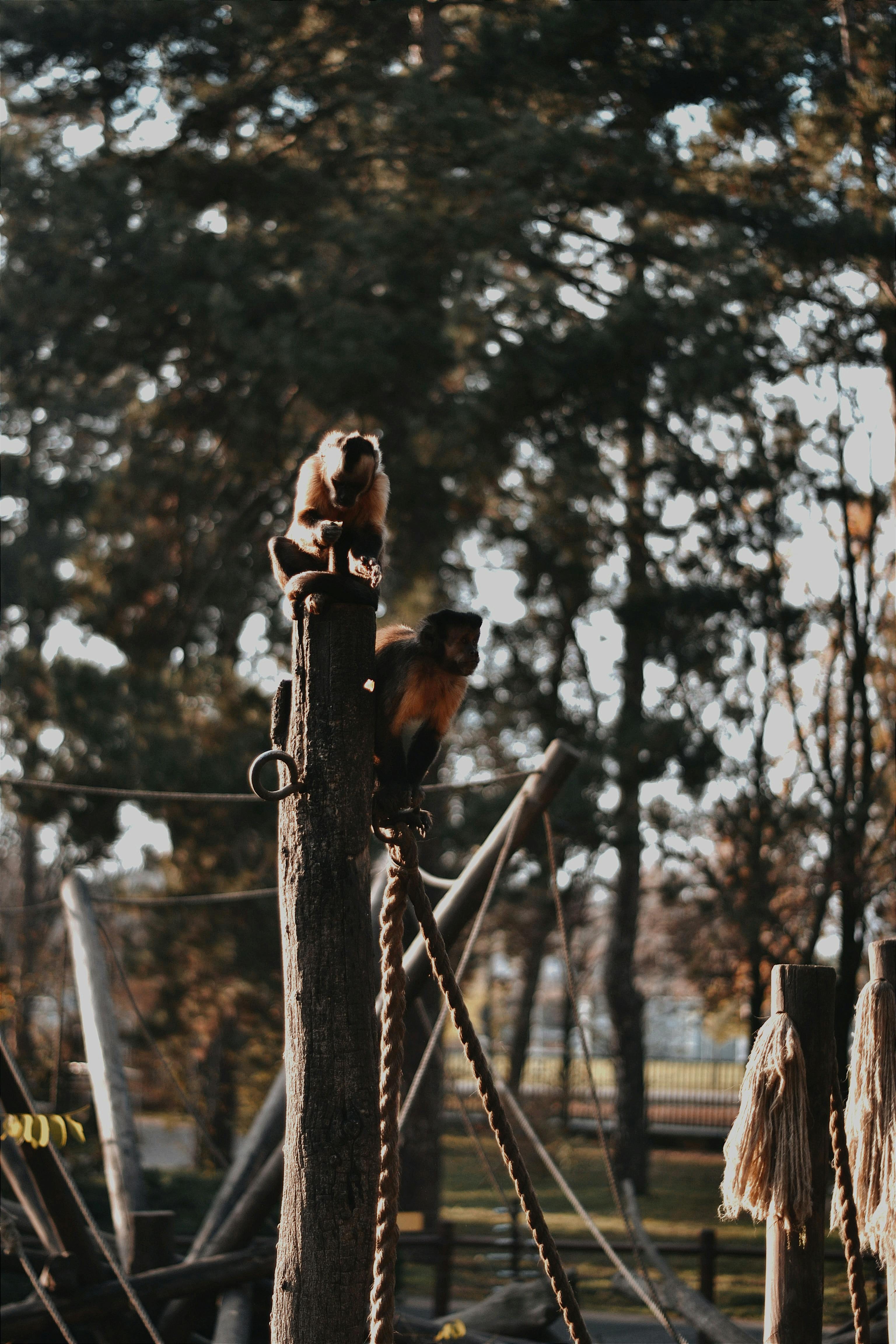 Monkeys Climbing on Wooden Pole · Free Stock Photo