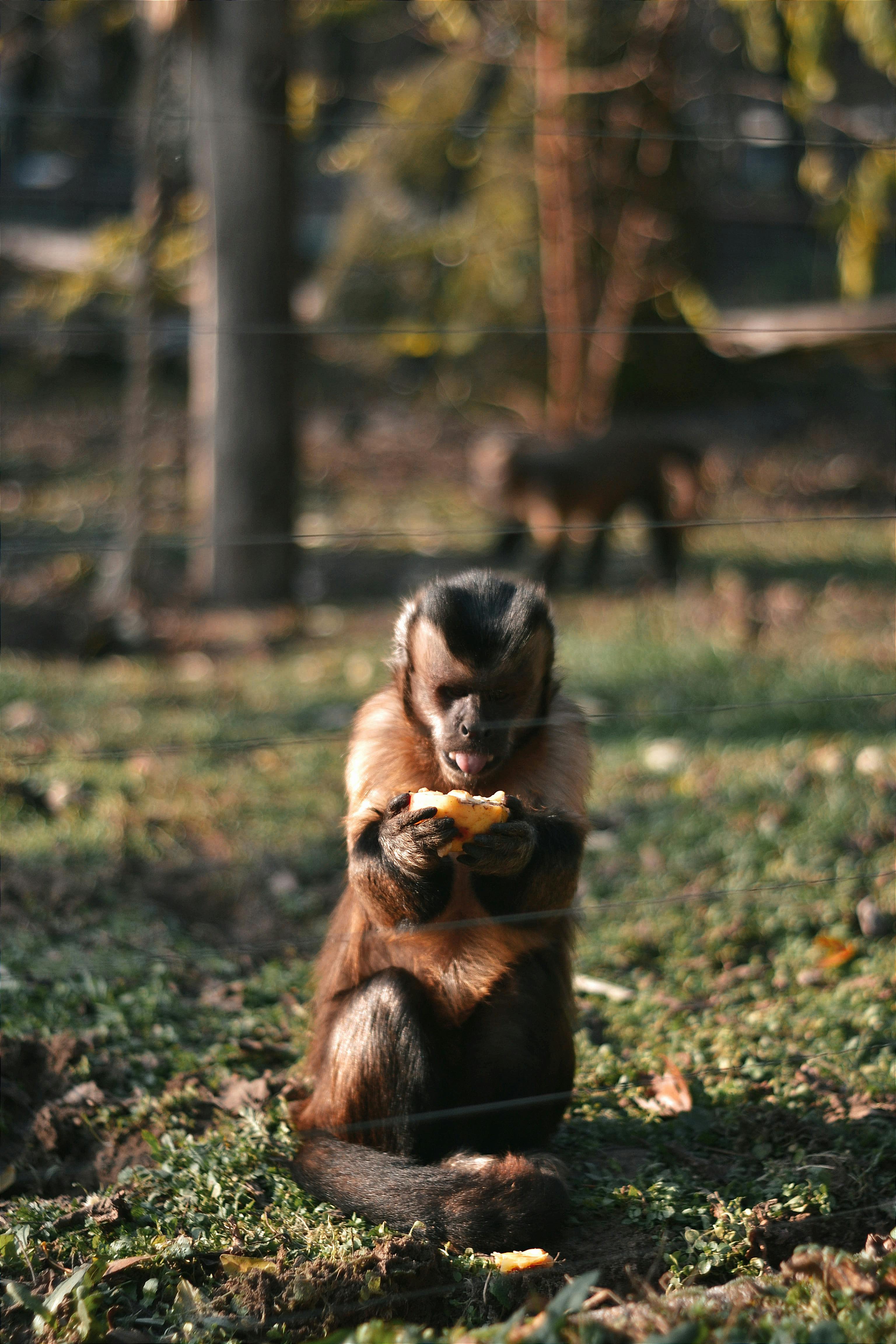 Photo of a Small Tufted Capuchin · Free Stock Photo