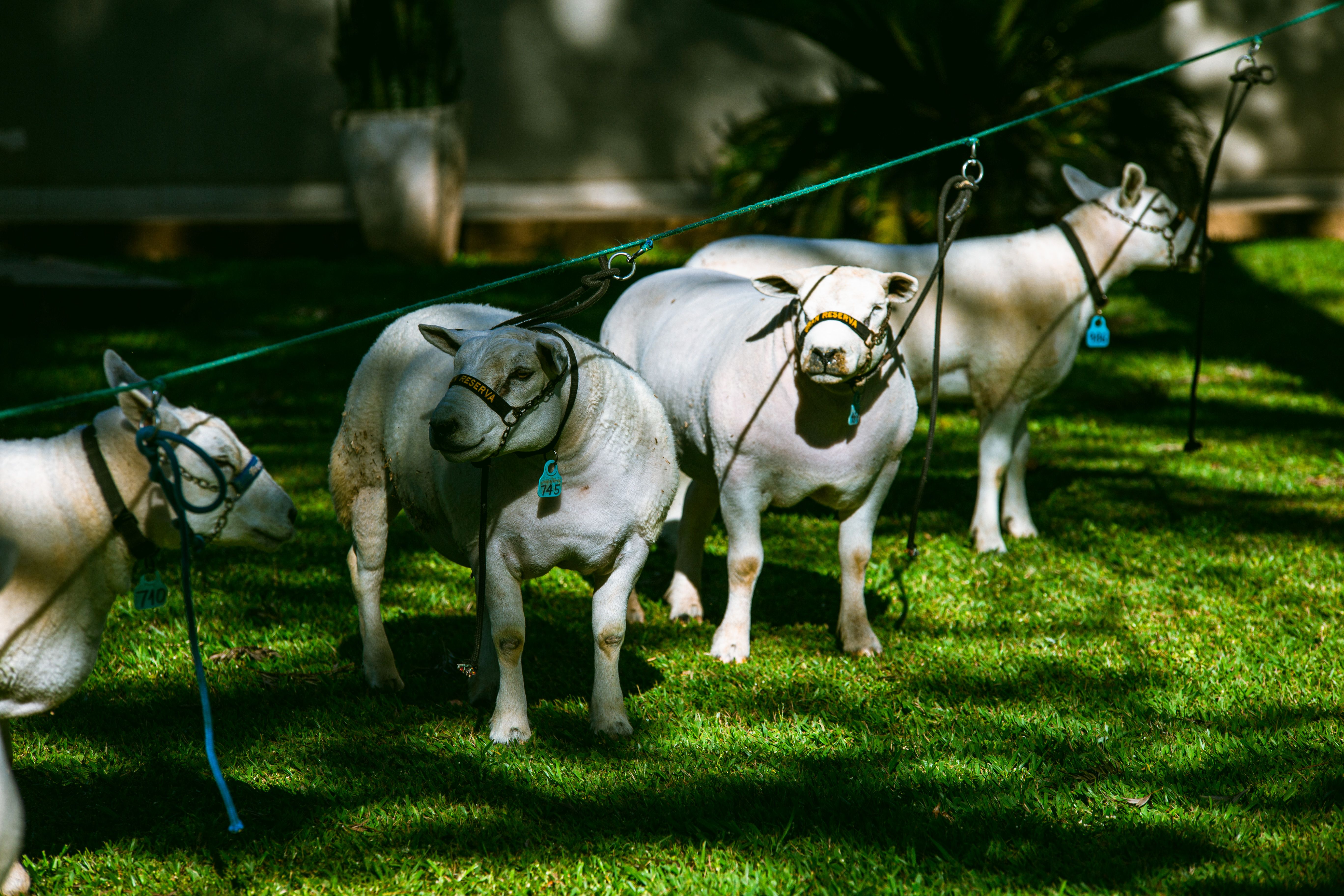 Close-up of Sheep Tethered to a Rope · Free Stock Photo