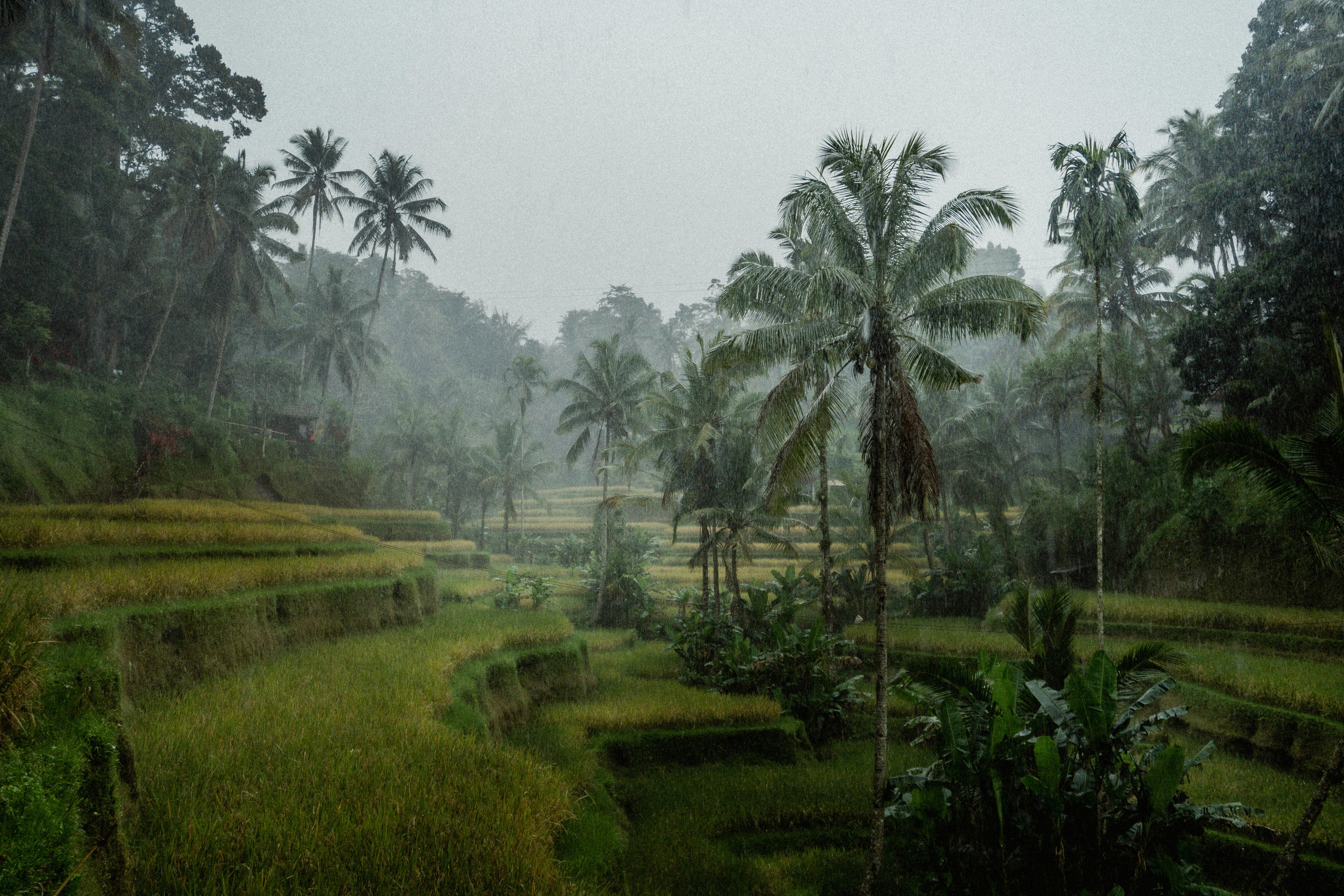 Rainfall In Paddy Fields Photos, Download The BEST Free Rainfall In ...