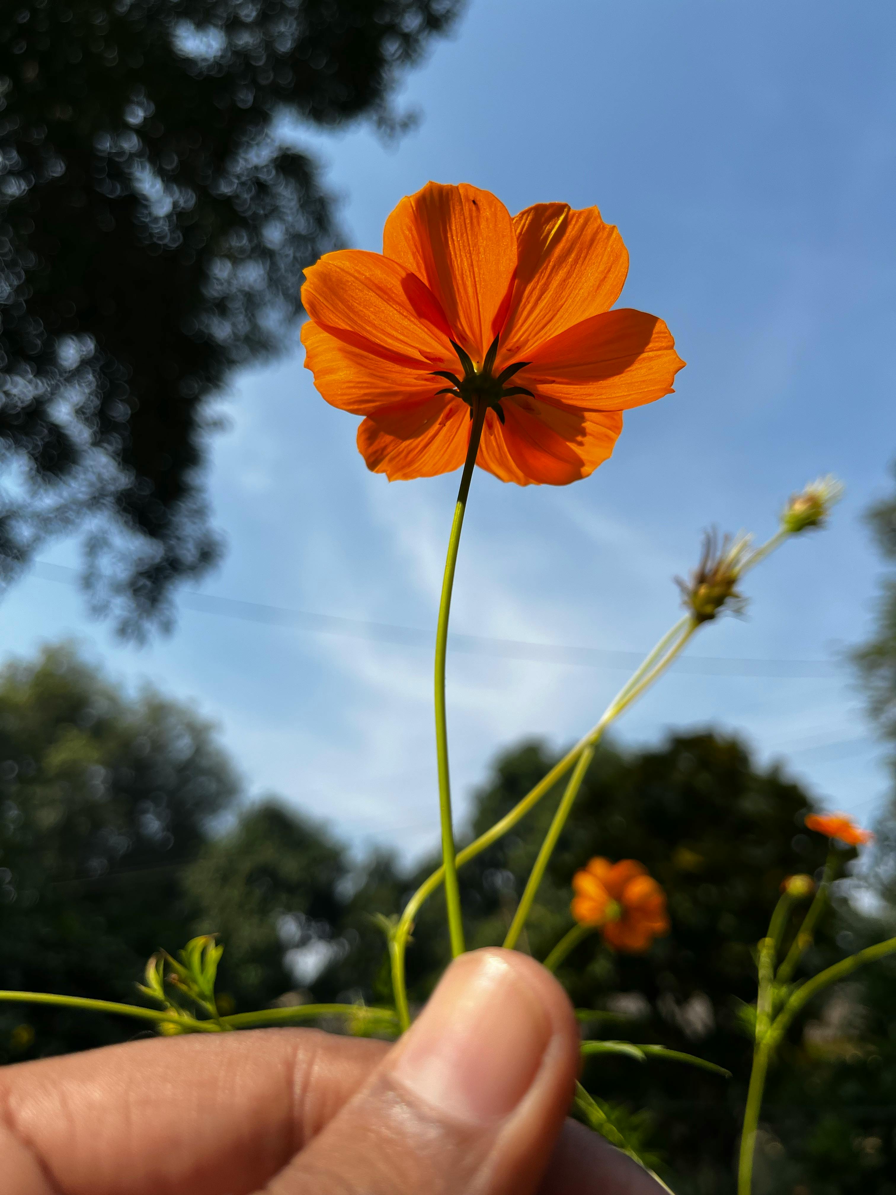 Flower Meddow Photos, Download The BEST Free Flower Meddow Stock Photos ...