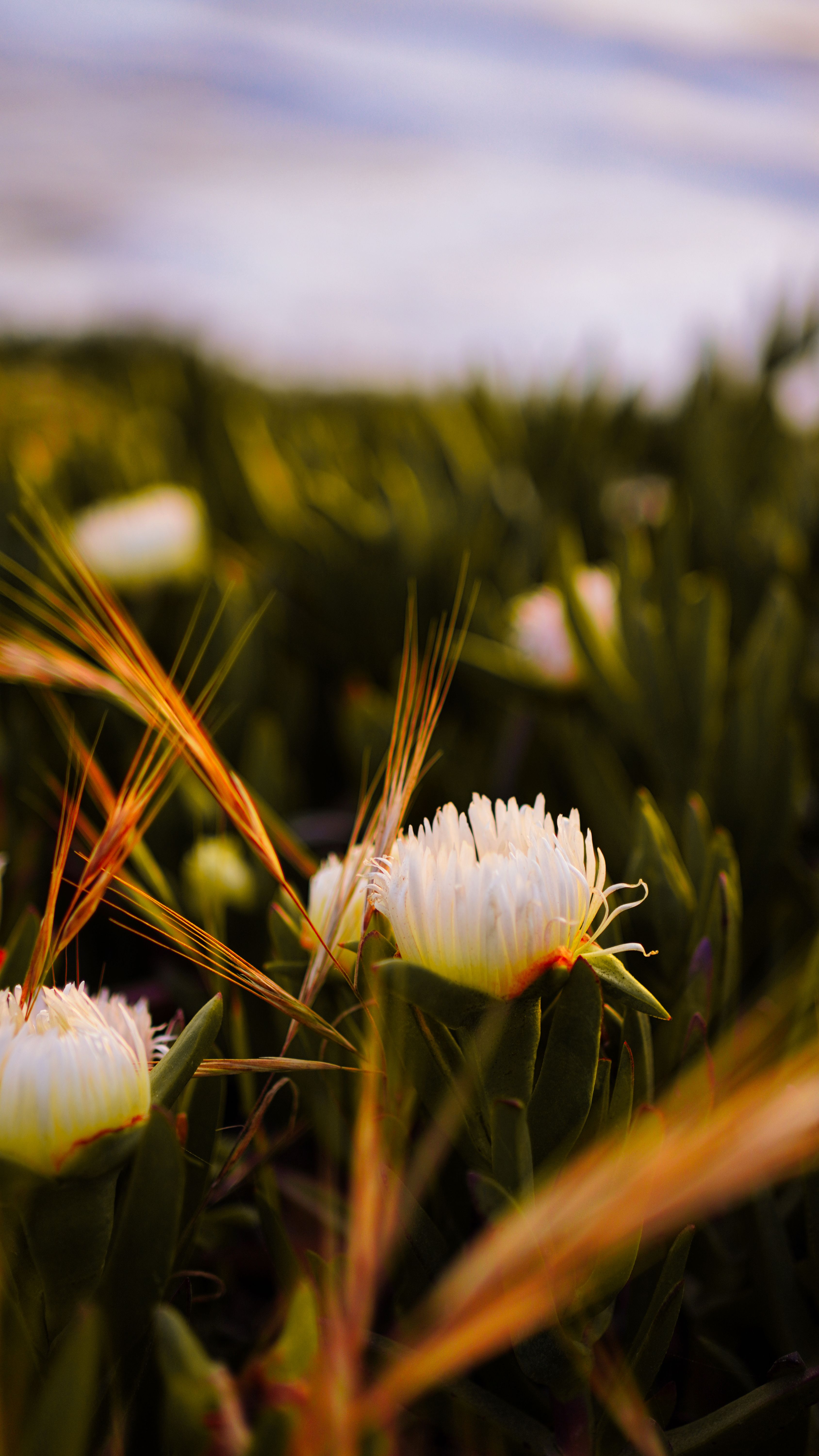 Thin Flowers on Book · Free Stock Photo