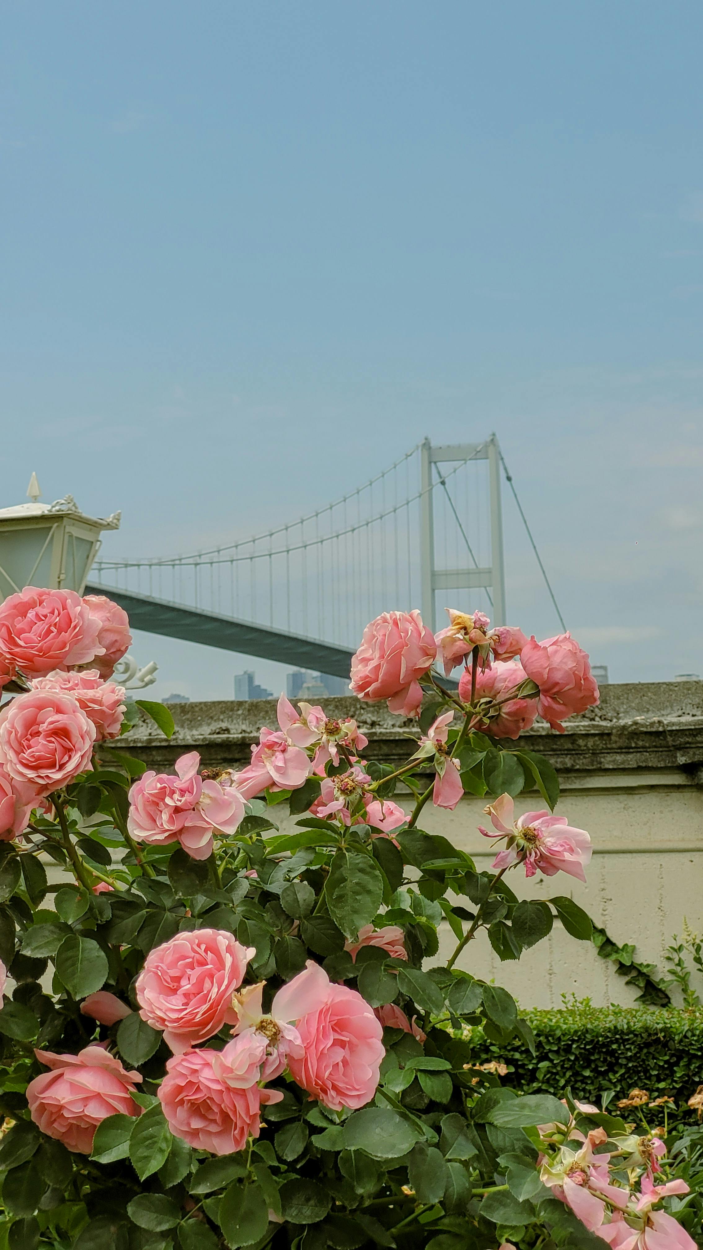 Sky And Roses Photos, Download The BEST Free Sky And Roses Stock Photos ...