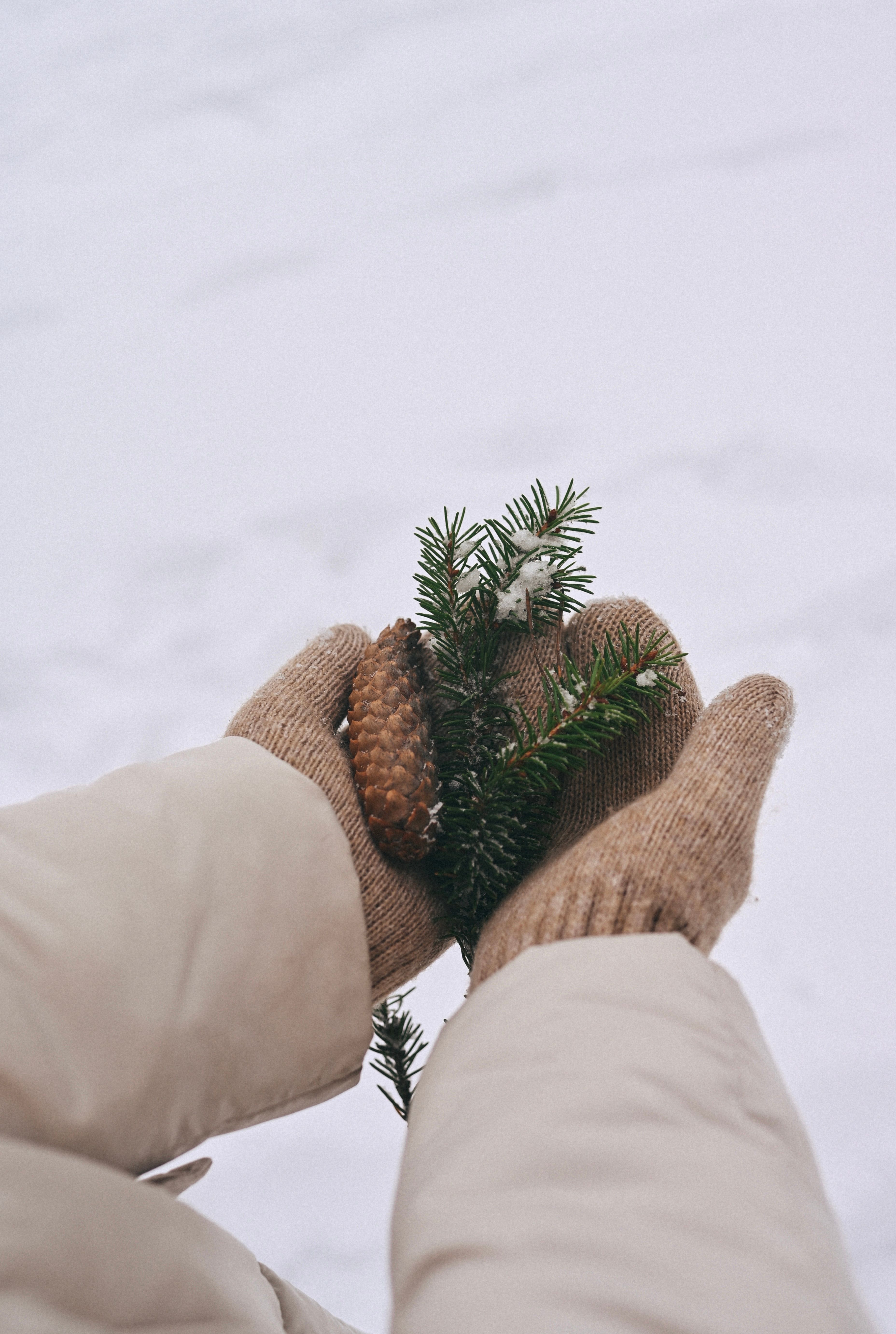 A Person Holding a Cone in Winter · Free Stock Photo