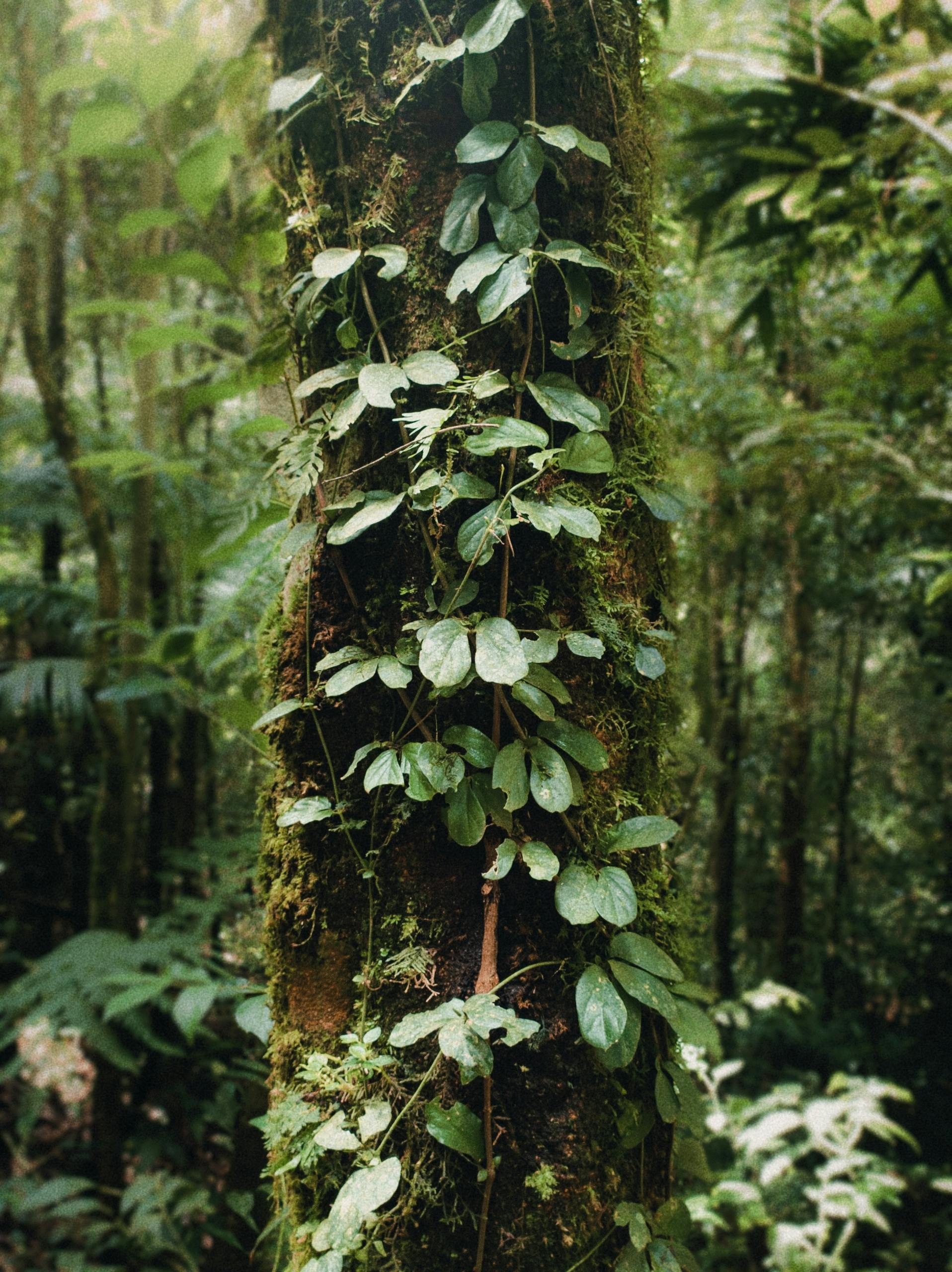 Vine Plants Climbing on Tree Trunk · Free Stock Photo