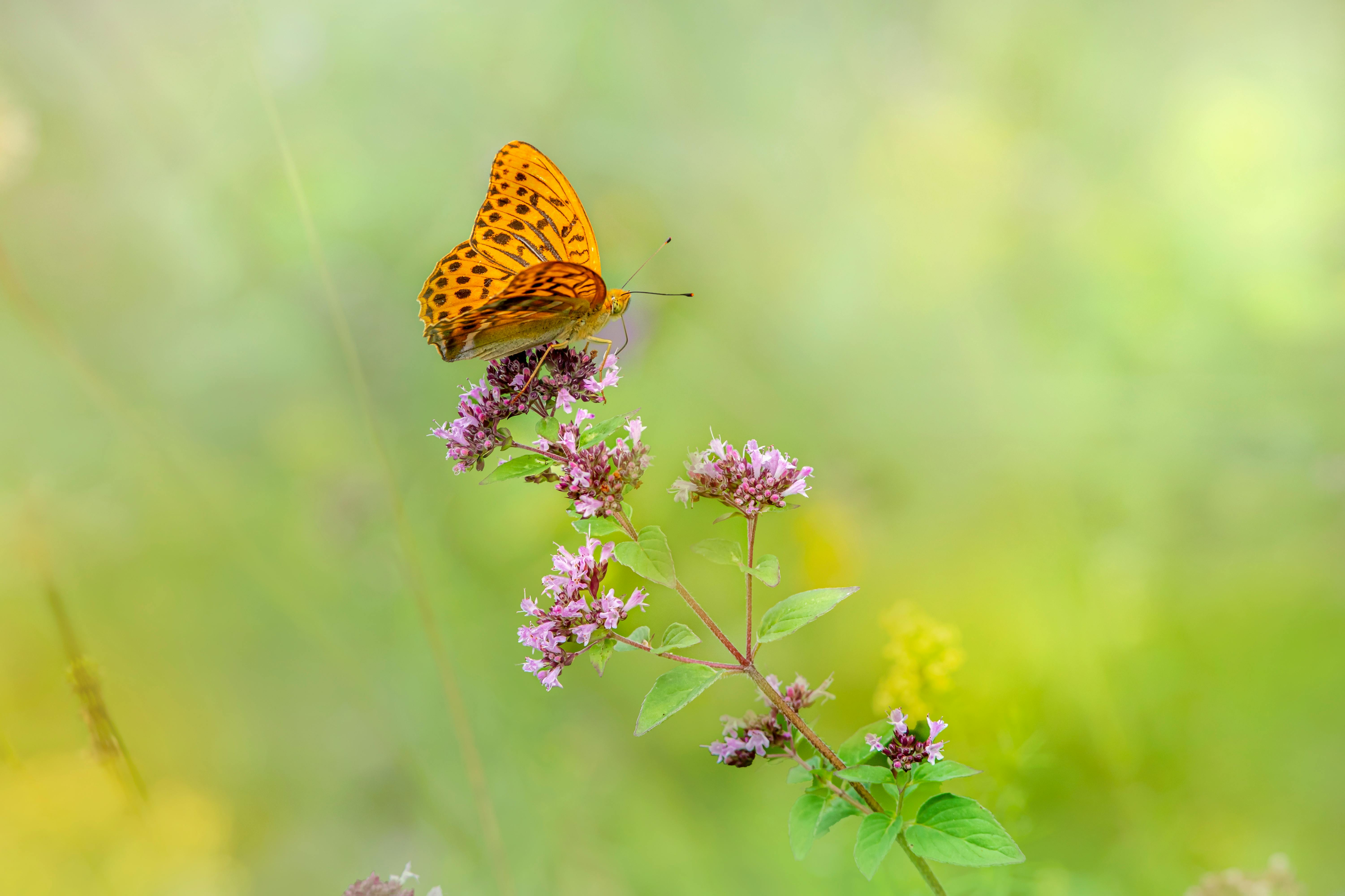 Orange Butterfly on Pink Flowers · Free Stock Photo
