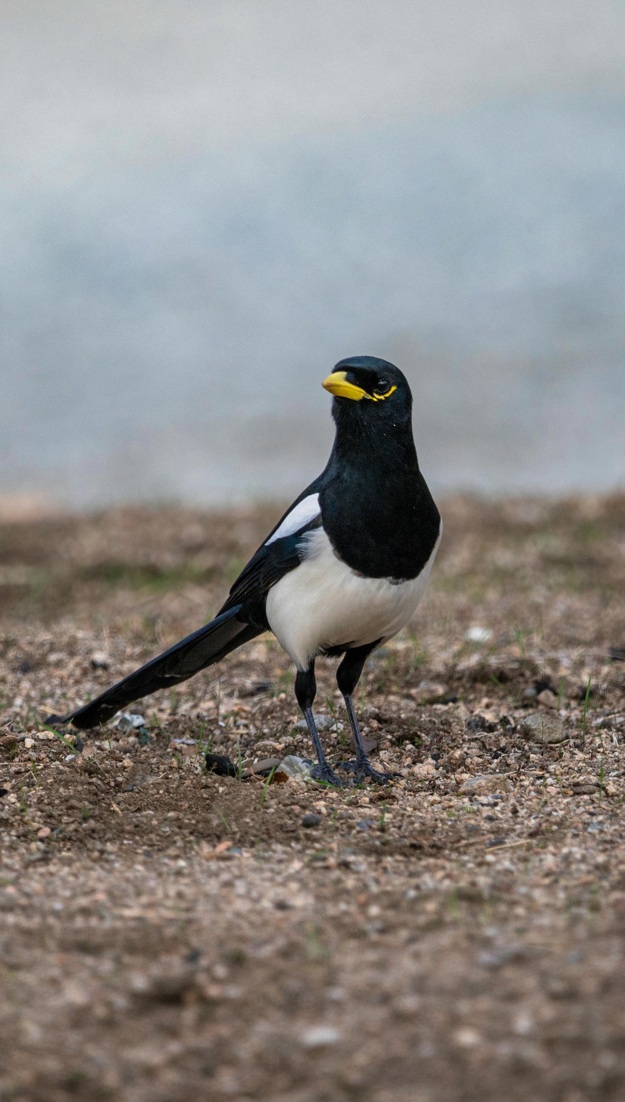White Bird with Yellow Beak · Free Stock Photo