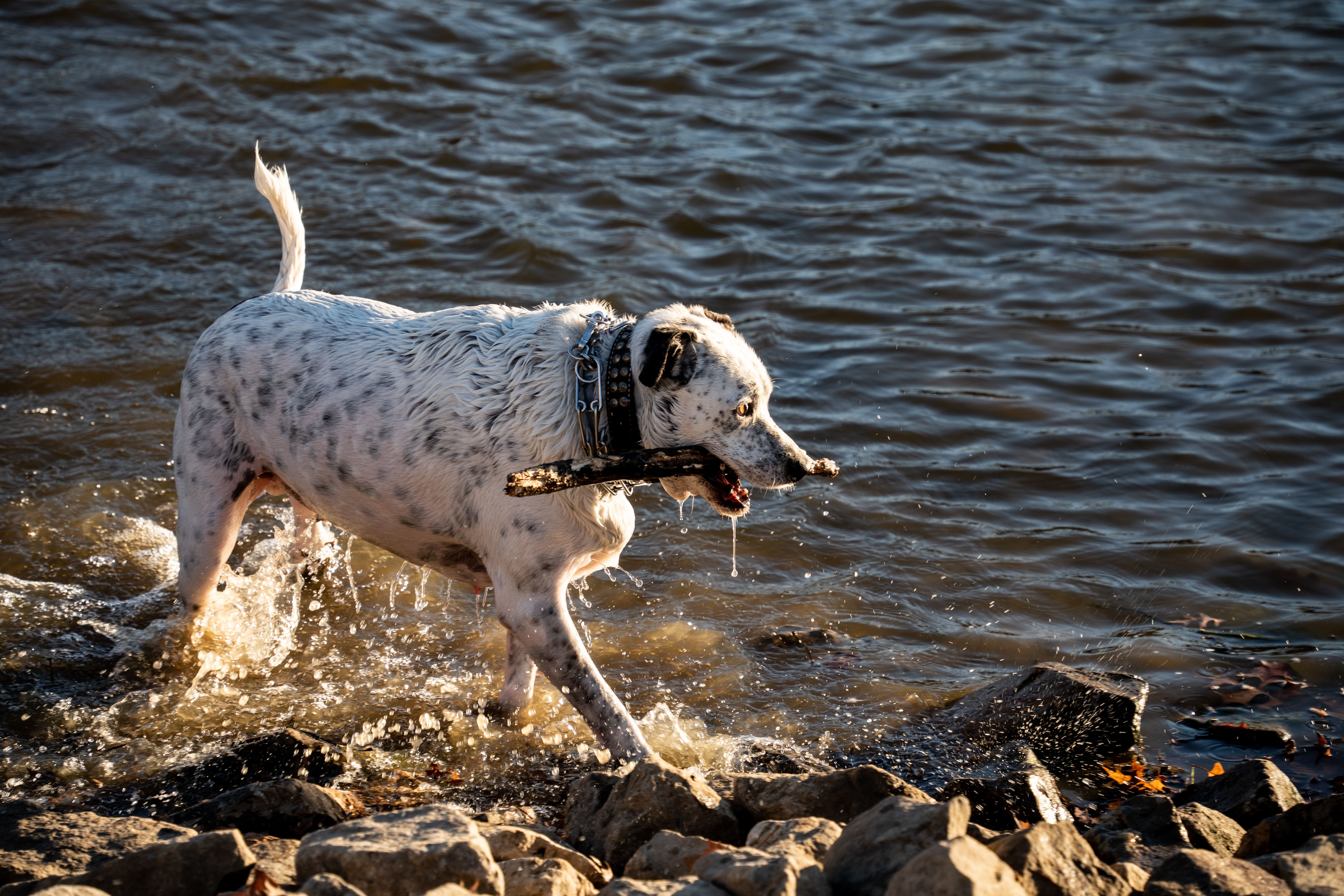 Photo of Dog on Rocky Shore · Free Stock Photo