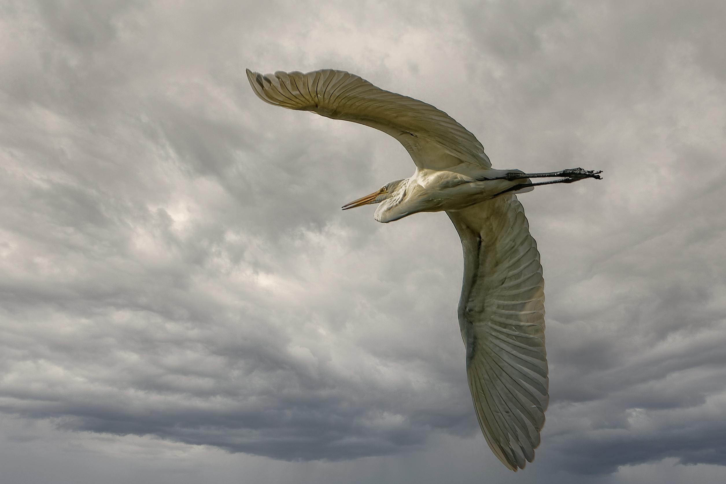 Flying White Bird Photos, Download Free Flying White Bird Stock Photos ...