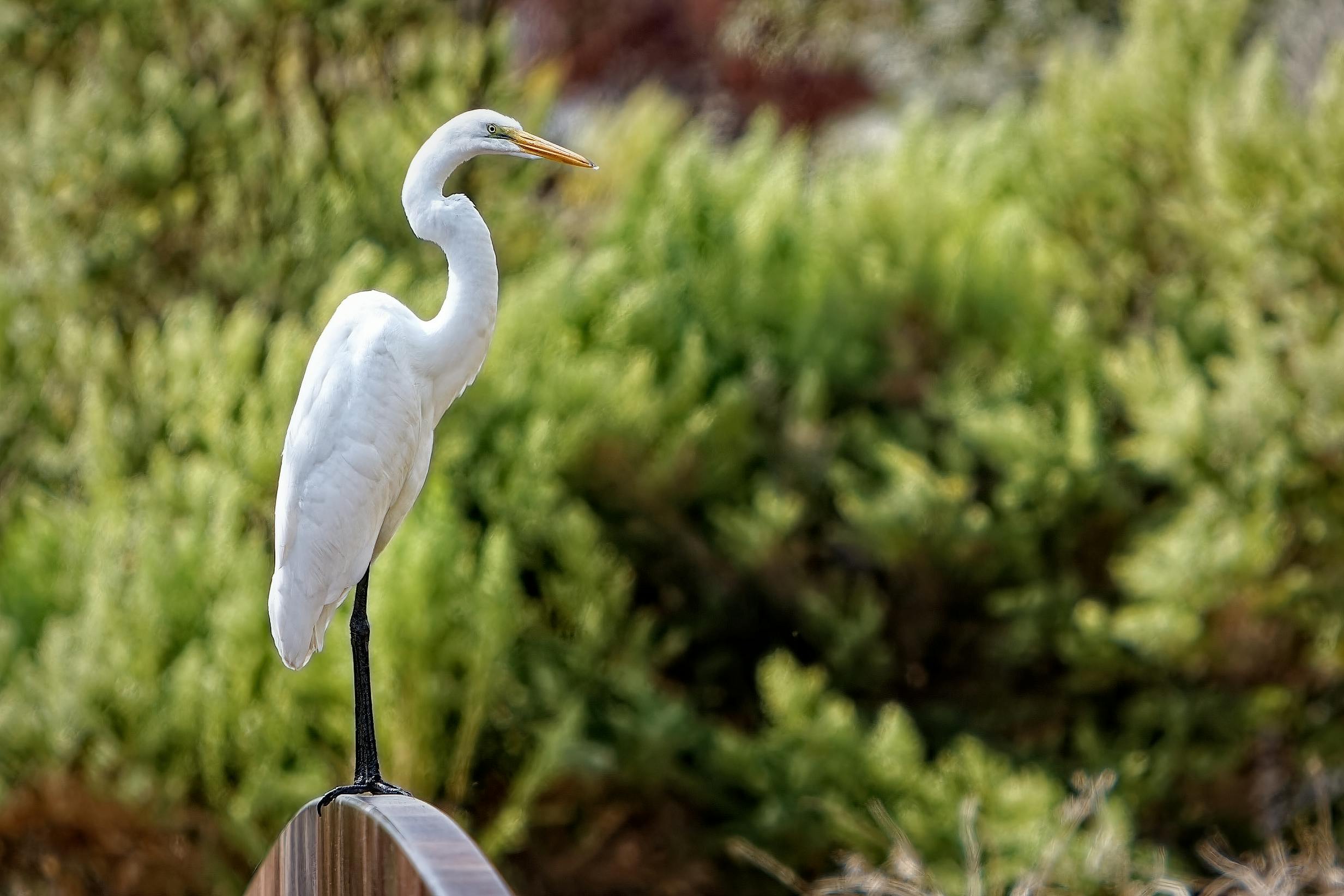Close Up Photo of an Egret · Free Stock Photo