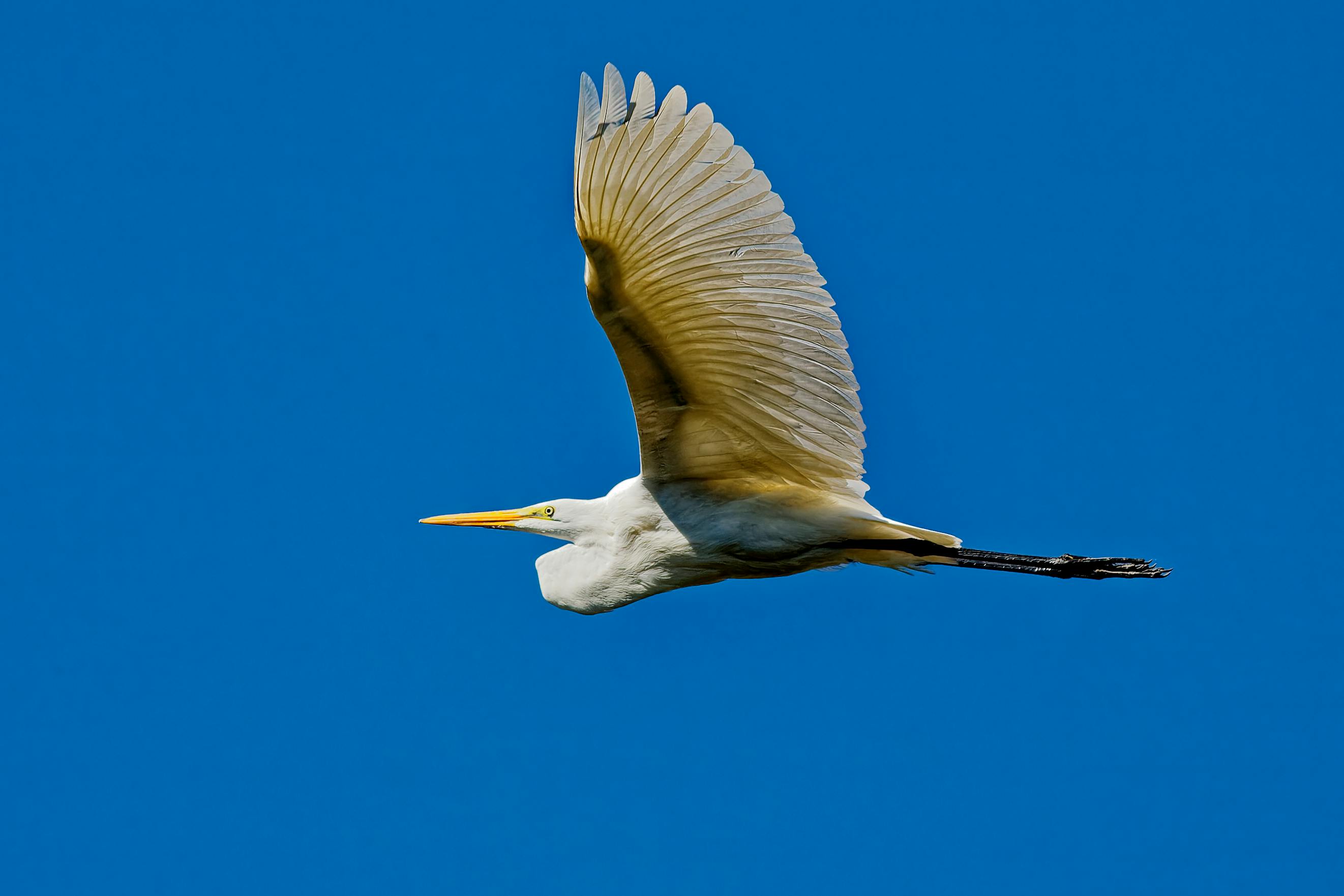White Bird Flying Under Blue Sky · Free Stock Photo
