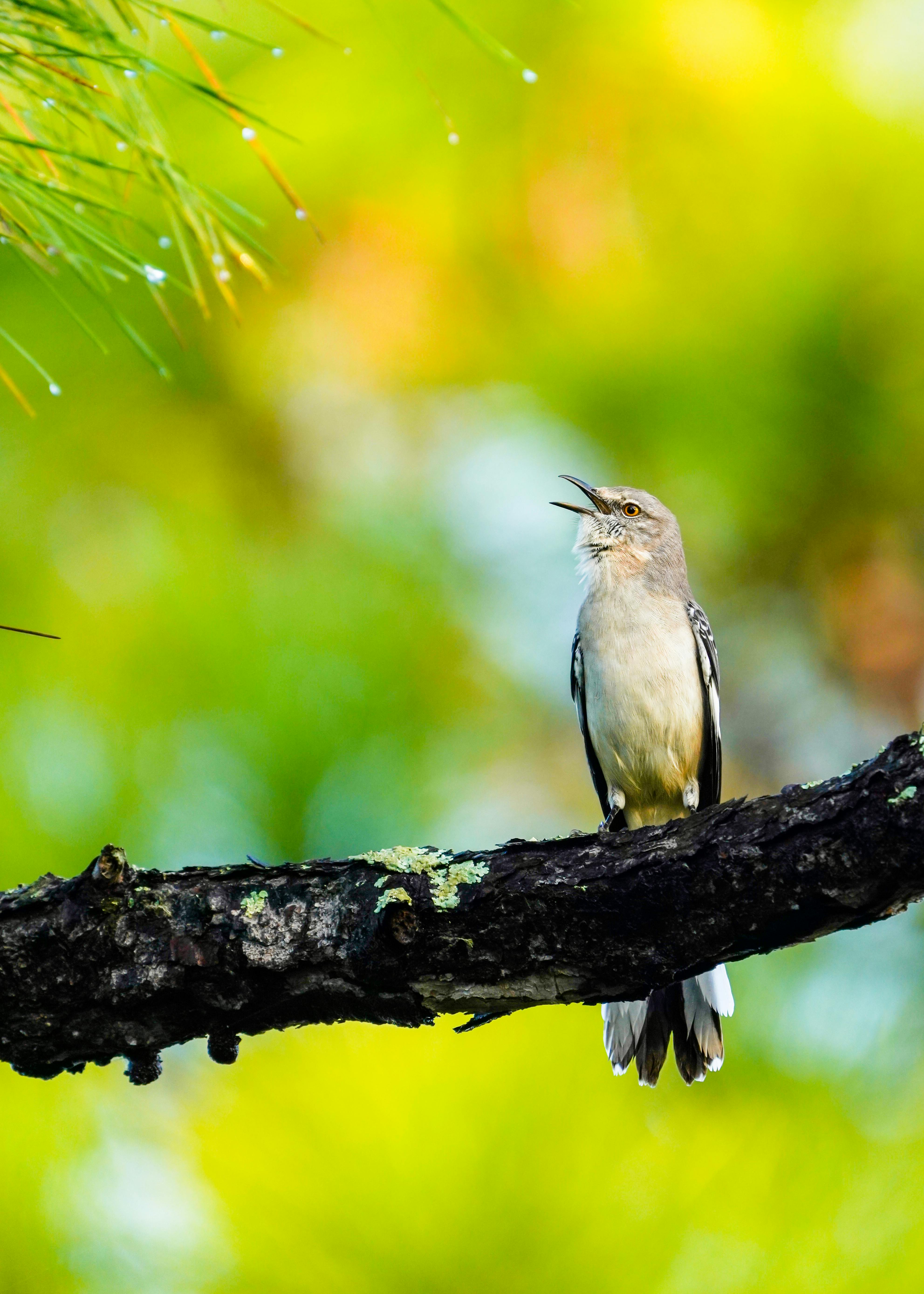 Northern Mockingbird Photos, Download The BEST Free Northern ...