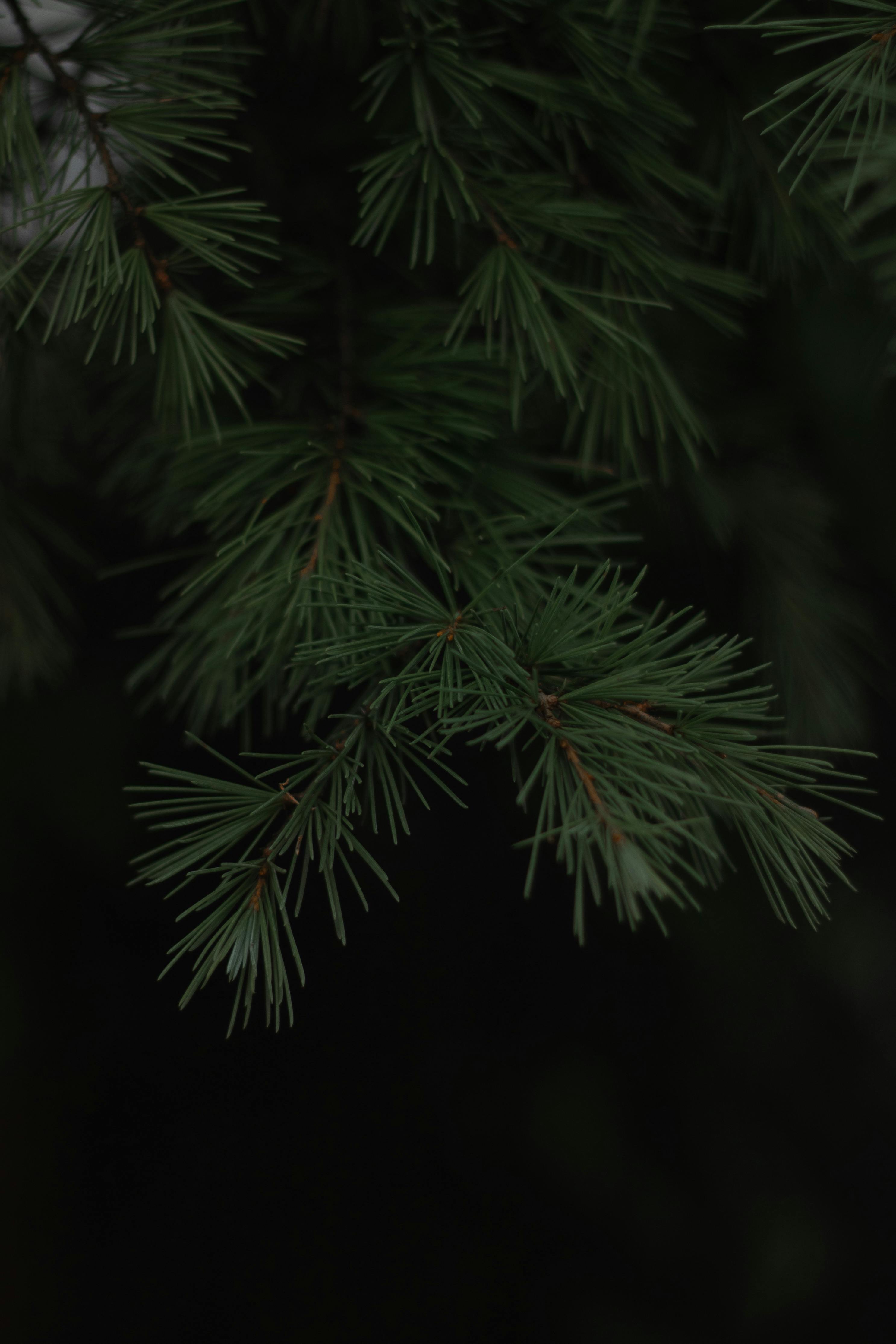Close up of Evergreen Leaves · Free Stock Photo