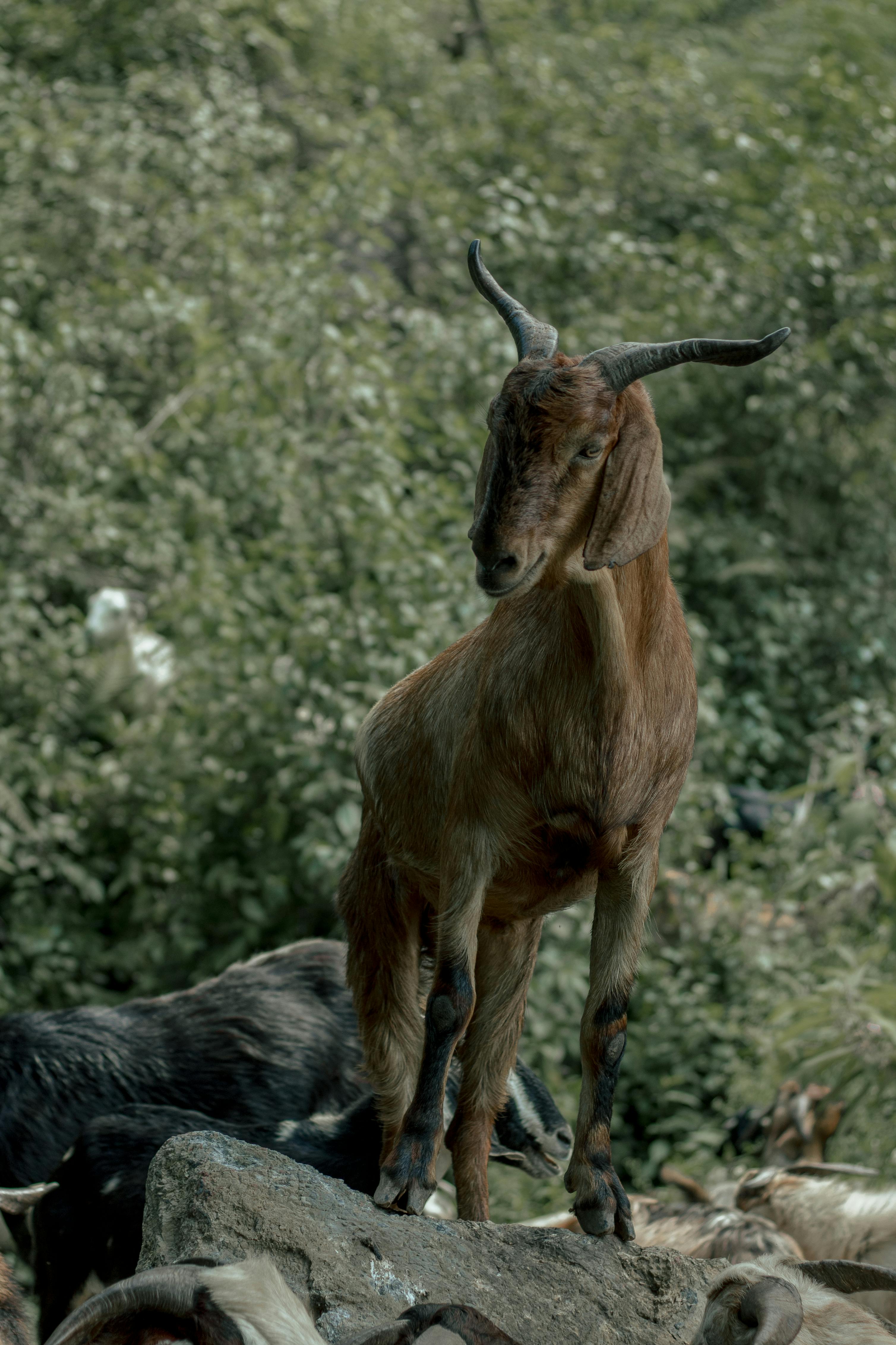 Photo gratuite de agriculture, animal, animal de compagnie, animaux ...