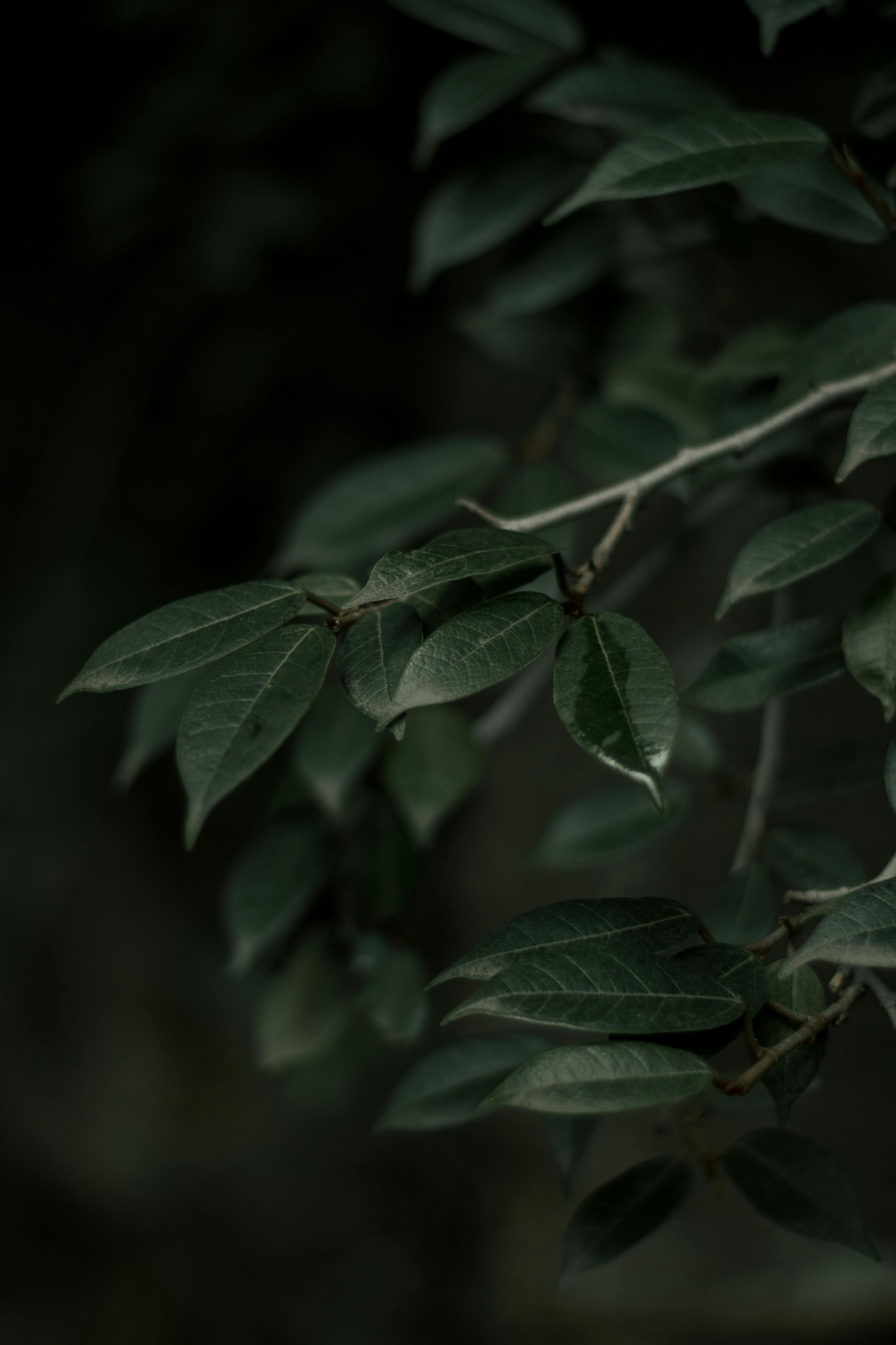 Green Leafed Tree · Free Stock Photo