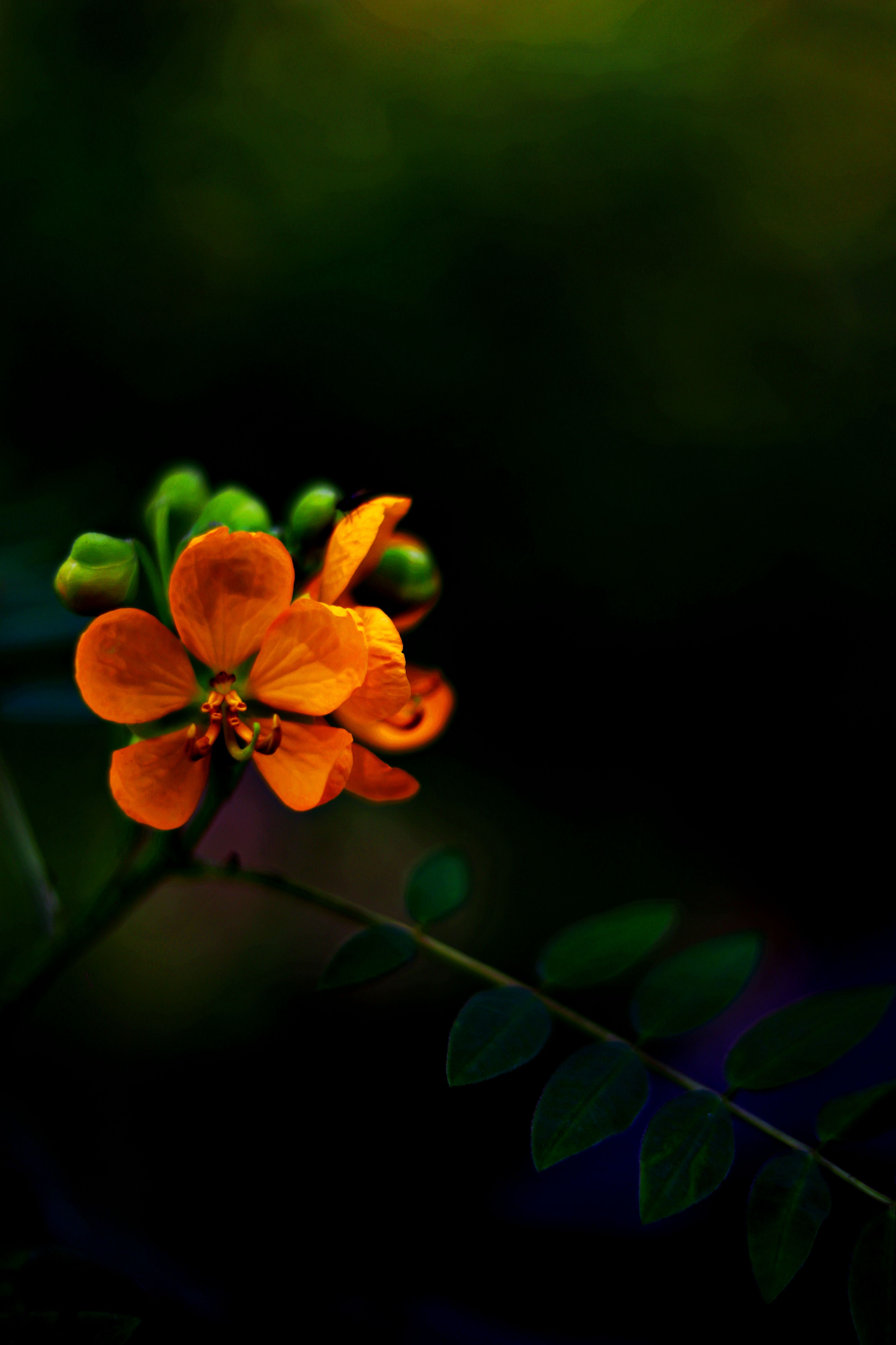 Fahad Al Huda - Fotografie